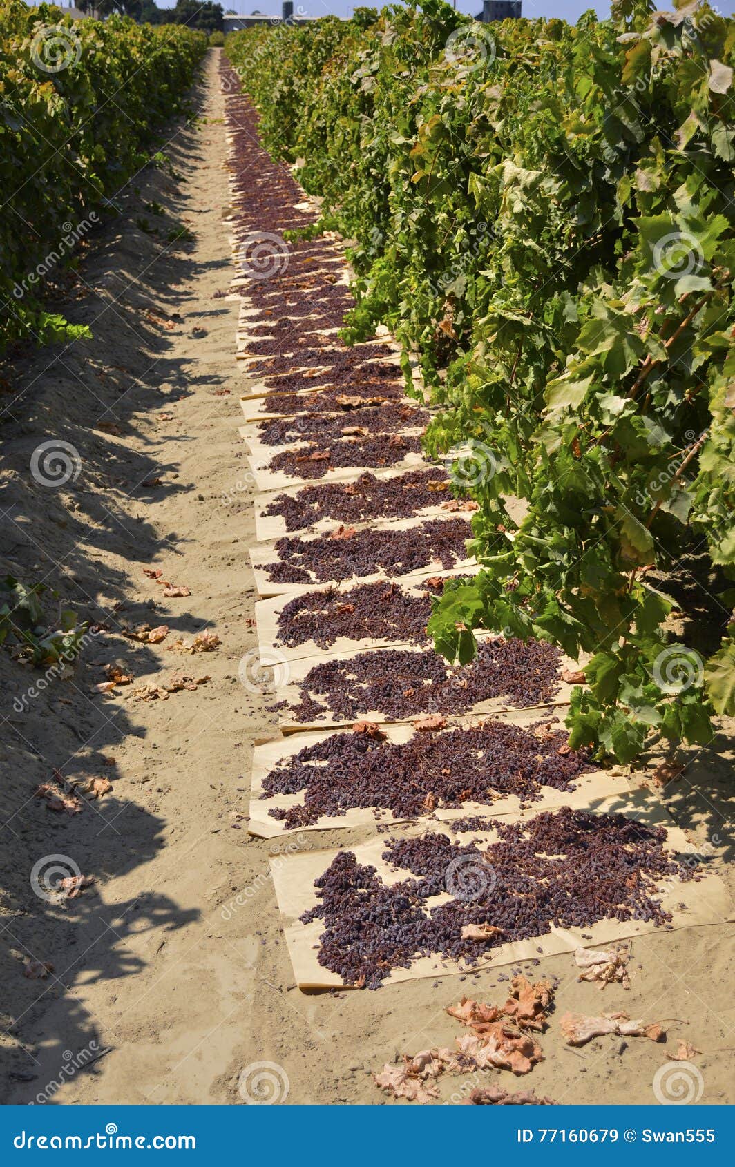 Raisins dried on the sun stock image. Image of america - 77160679