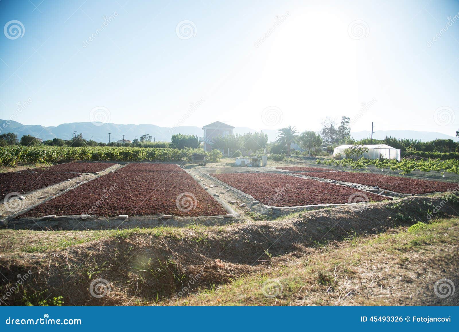 Raisins drying stock photo. Image of outside, ingredient - 45493326