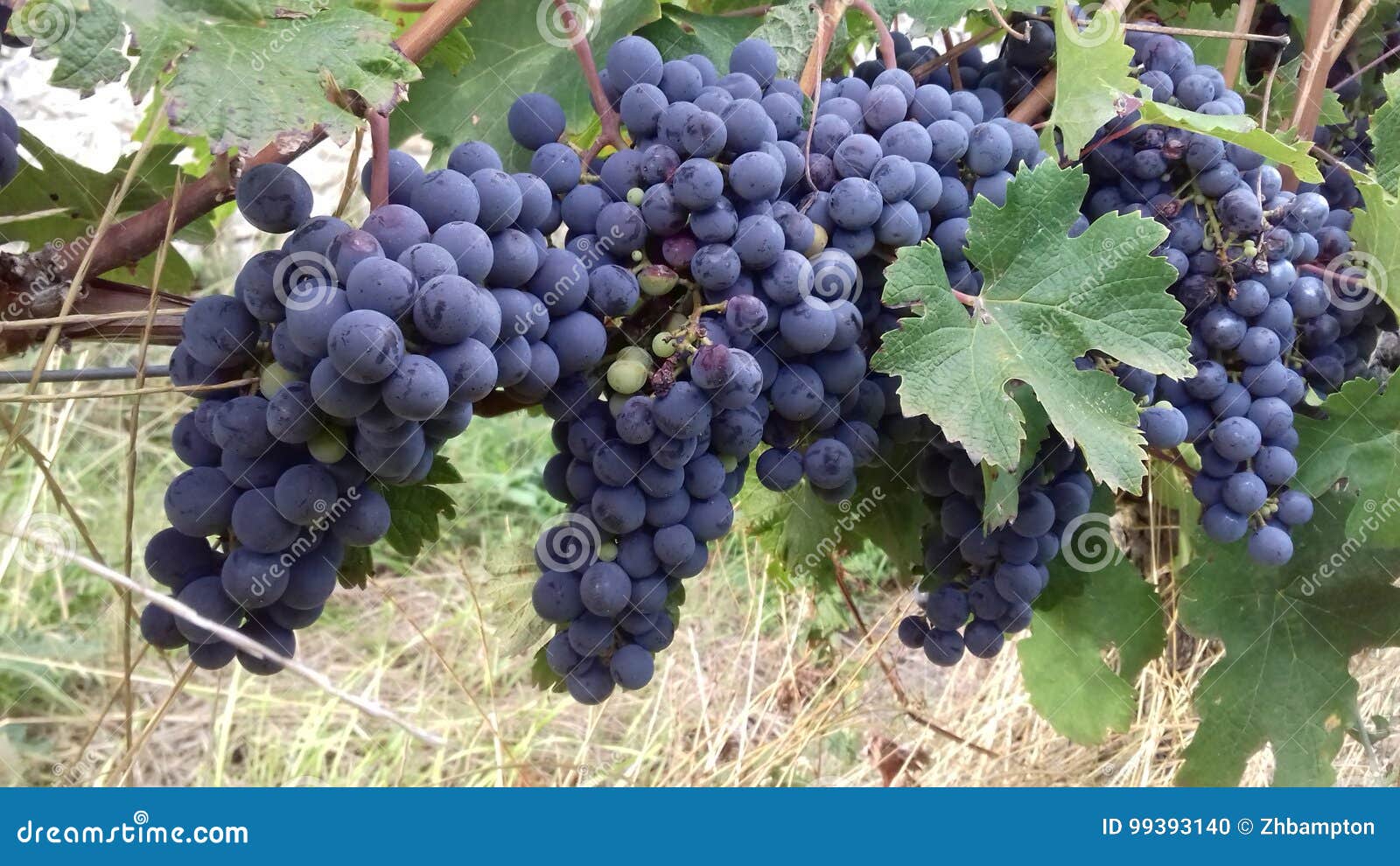 Raisins Rouges Photos Stock - Téléchargez 13,973 Photos libres de droits