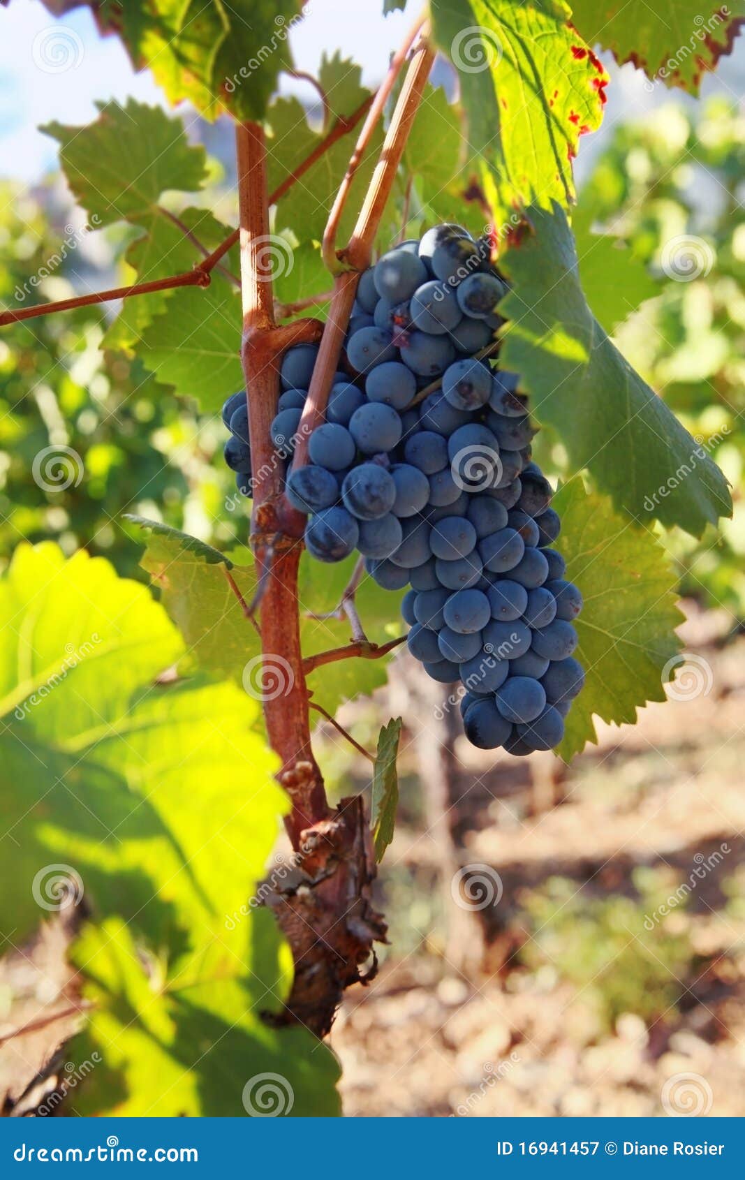 Raisins sur la vigne image stock. Image du mûr, vigne - 16941457