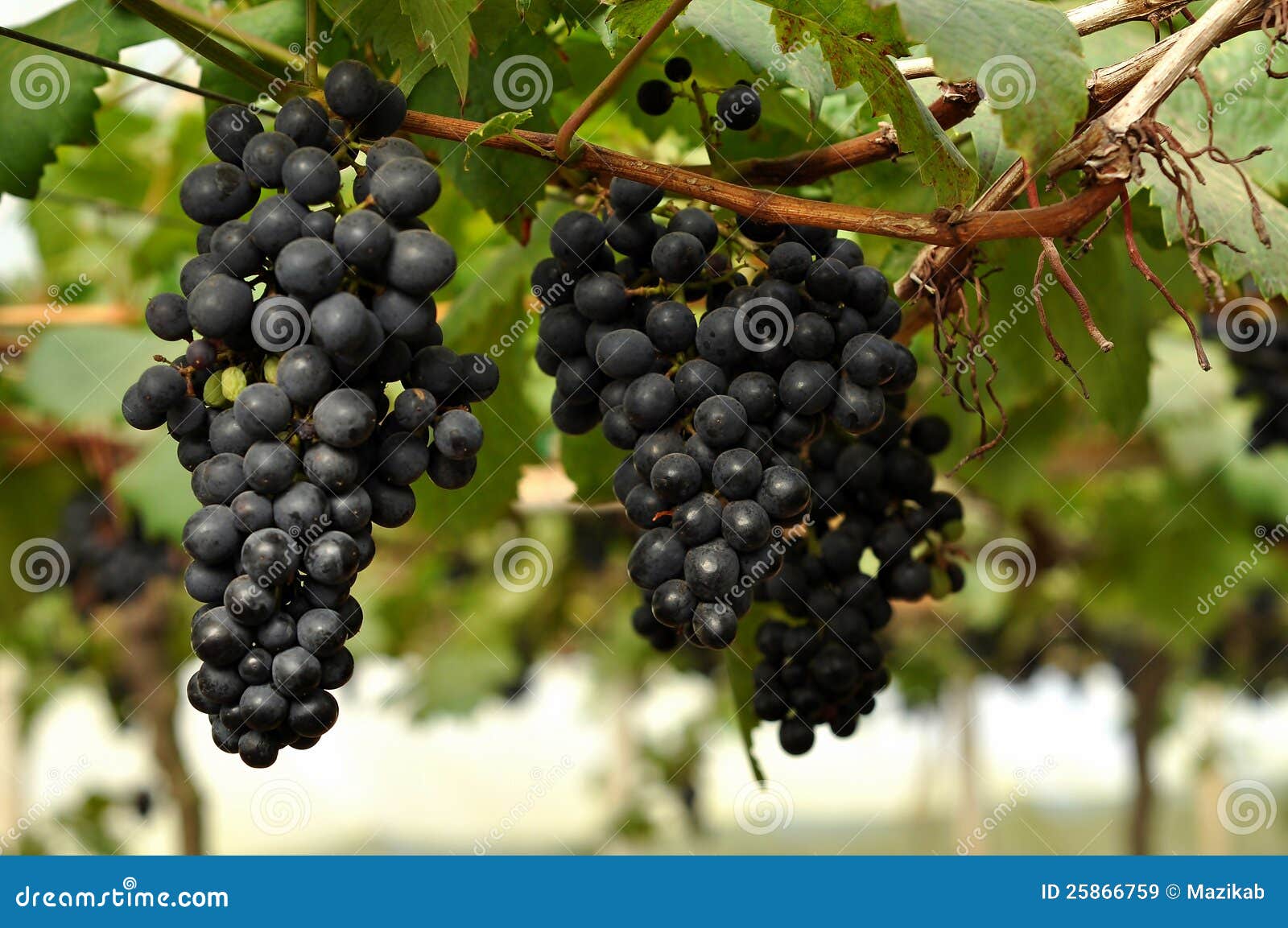 Raisins sur la vigne image stock. Image du raisins, vert - 25866759