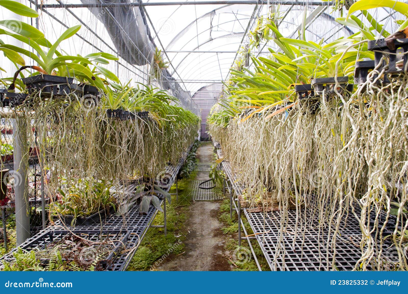 A Raiz Aérea Da Orquídea Fotografia de Stock - Imagem: 23825332