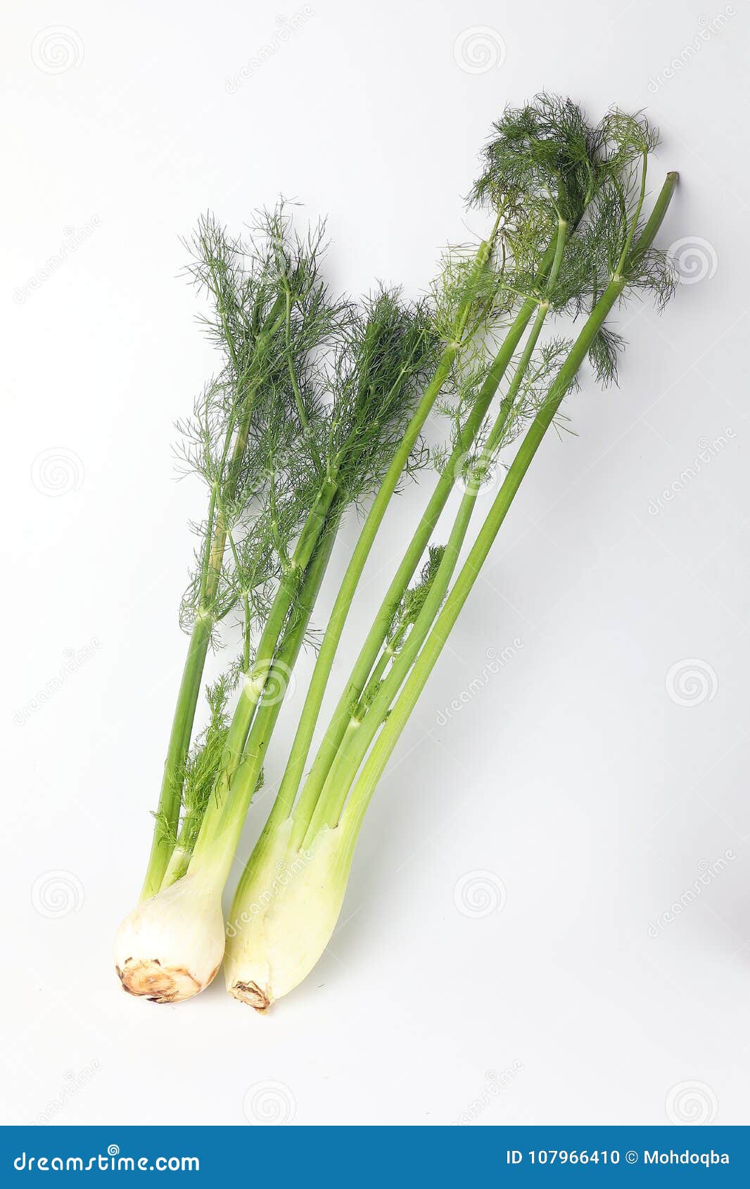 Raiz Da Erva-doce Com a Haste Do Verde Longo Foto de Stock - Imagem de ...