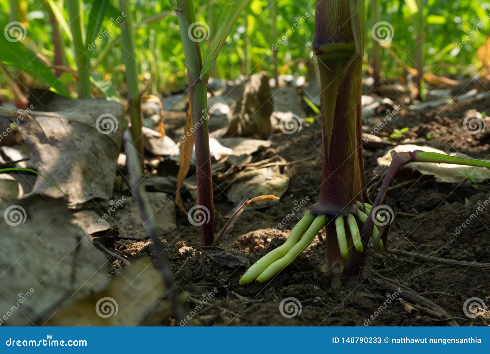 A Raiz Da Haste Da árvore Do Milho, Raizes Do Ar Imagem de Stock ...