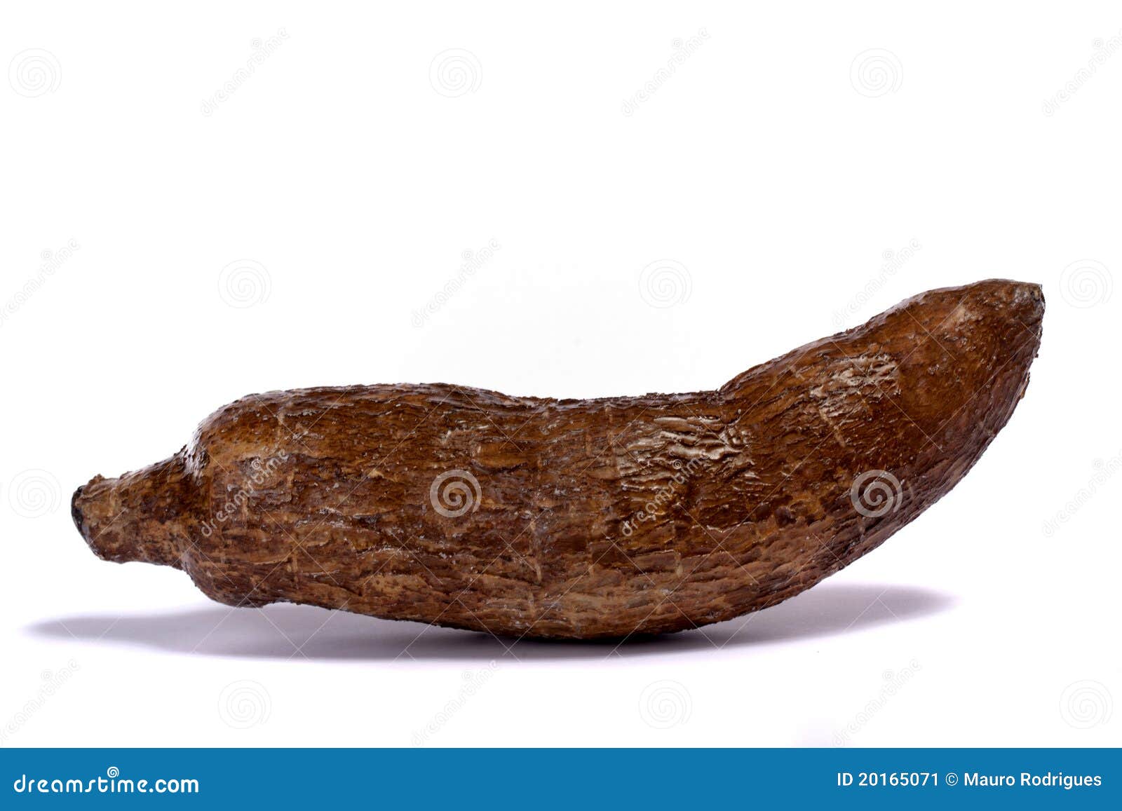 Raiz da mandioca imagem de stock. Imagem de orgânico - 20165071