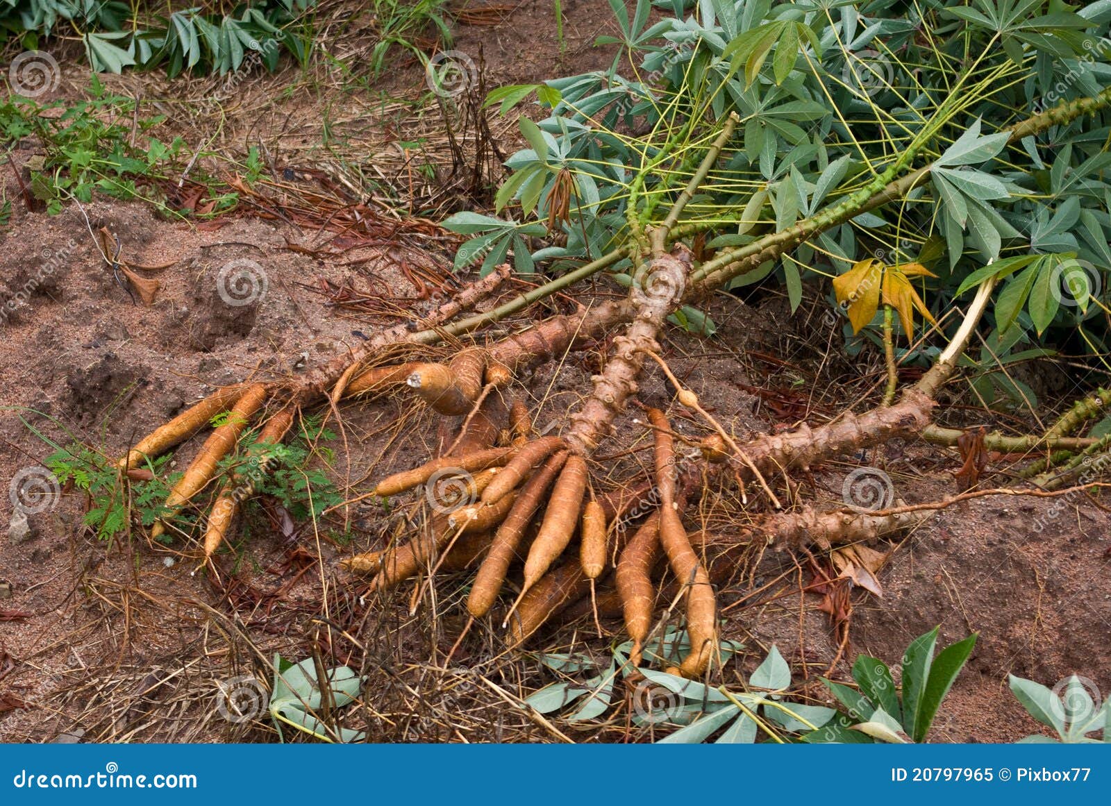 Raiz da mandioca imagem de stock. Imagem de alimento - 20797965