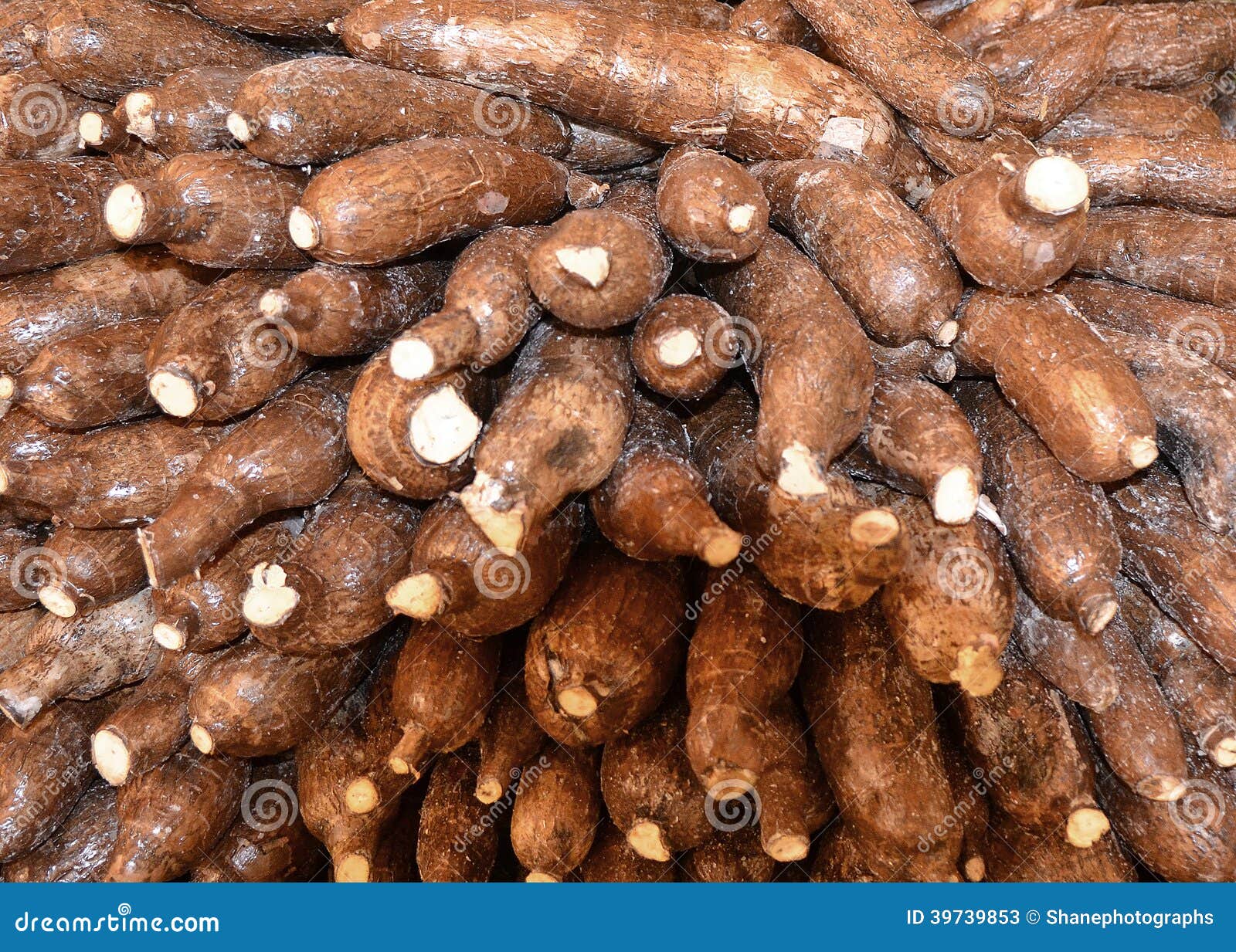 Raiz da mandioca imagem de stock. Imagem de fruta, marrom - 39739853