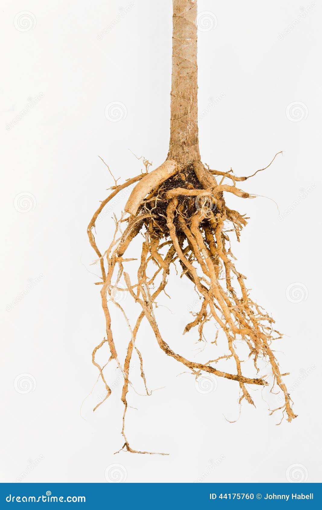 Raiz da planta foto de stock. Imagem de solo, isolado - 44175760