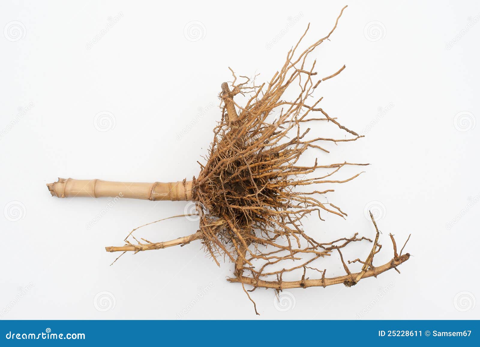 Raiz do bambu imagem de stock. Imagem de ambiental, vida - 25228611