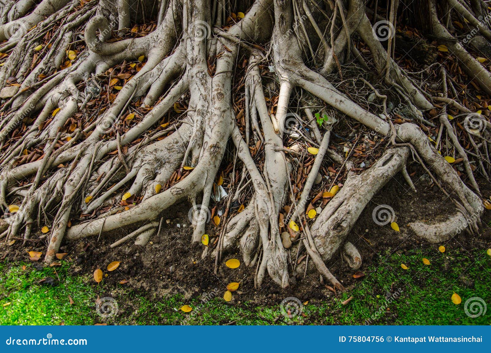 Raiz do ficus Benjamina foto de stock. Imagem de grama - 75804756