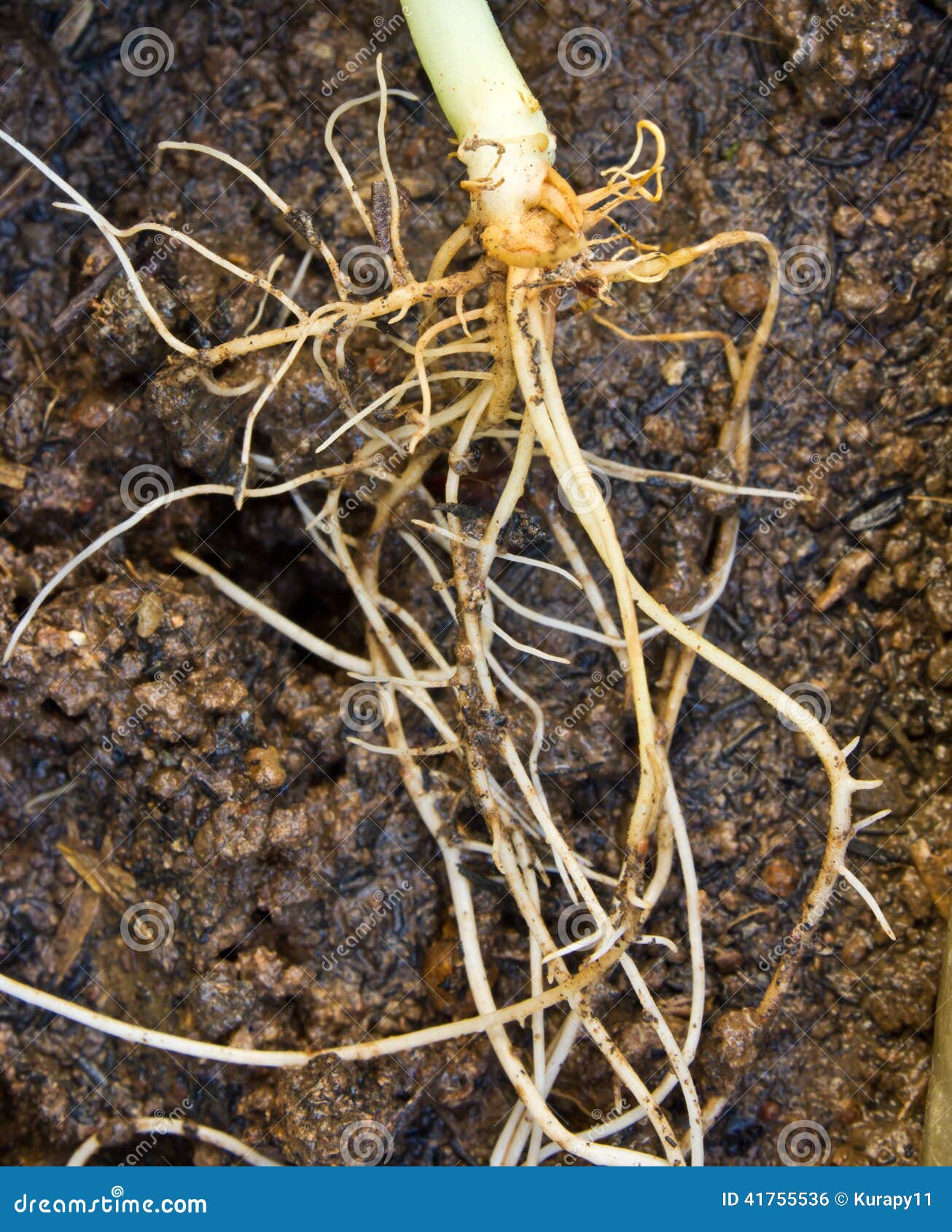 Raiz pequena da planta foto de stock. Imagem de terreno - 41755536