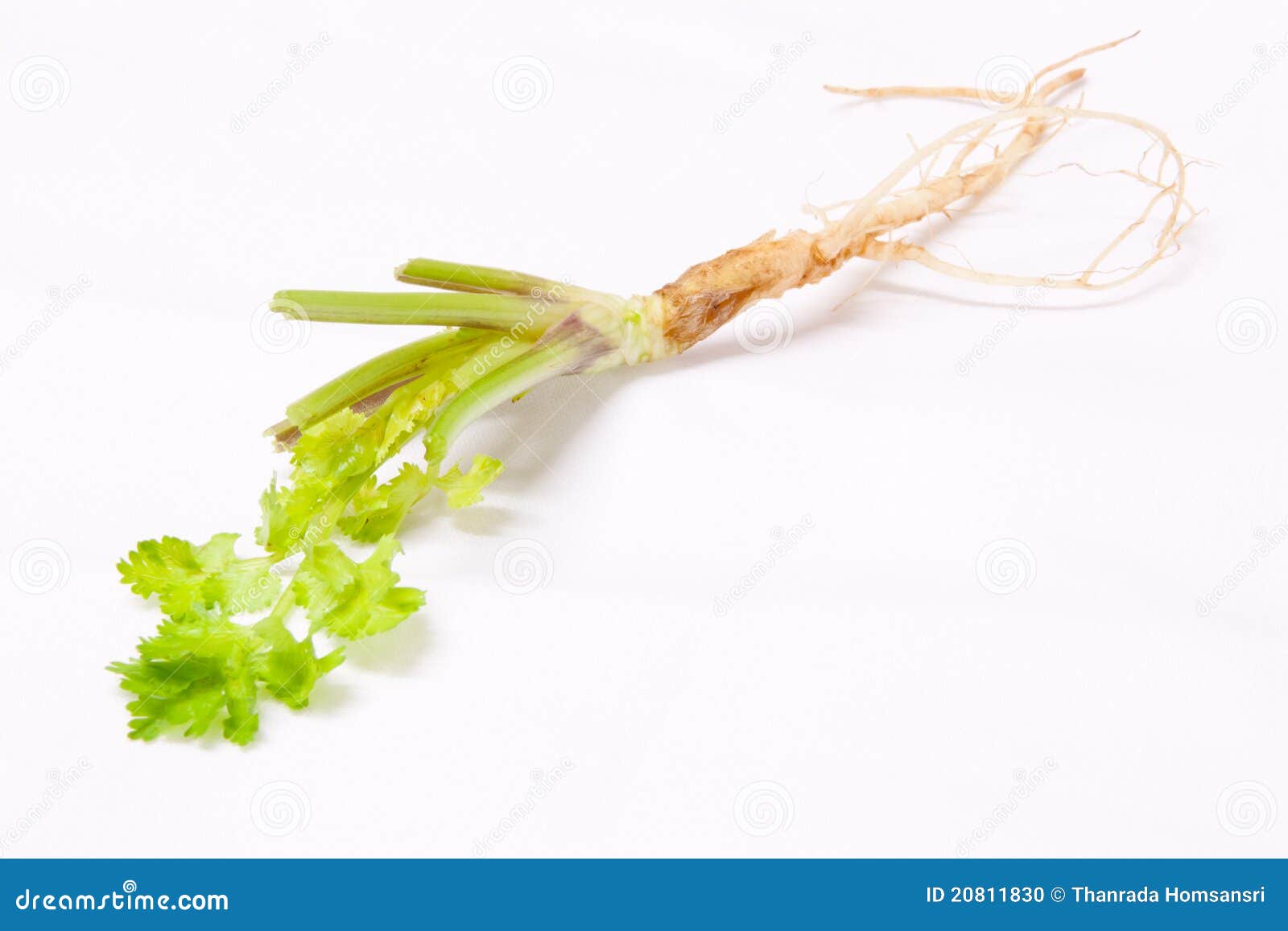 Raiz verde do coentro foto de stock. Imagem de erva, aroma - 20811830