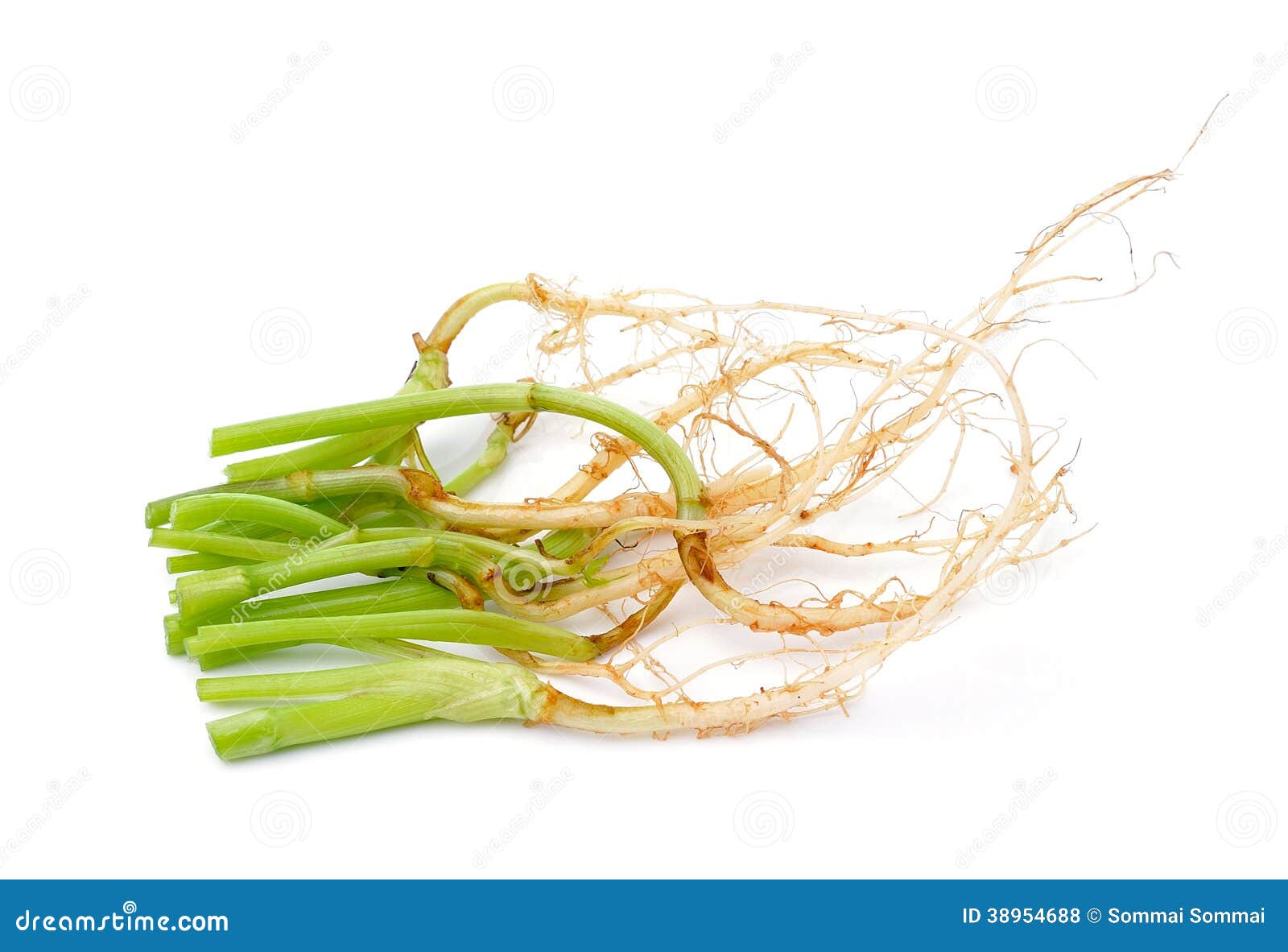 Raiz Verde Do Coentro Posta Sobre O Fundo Branco Foto de Stock - Imagem ...
