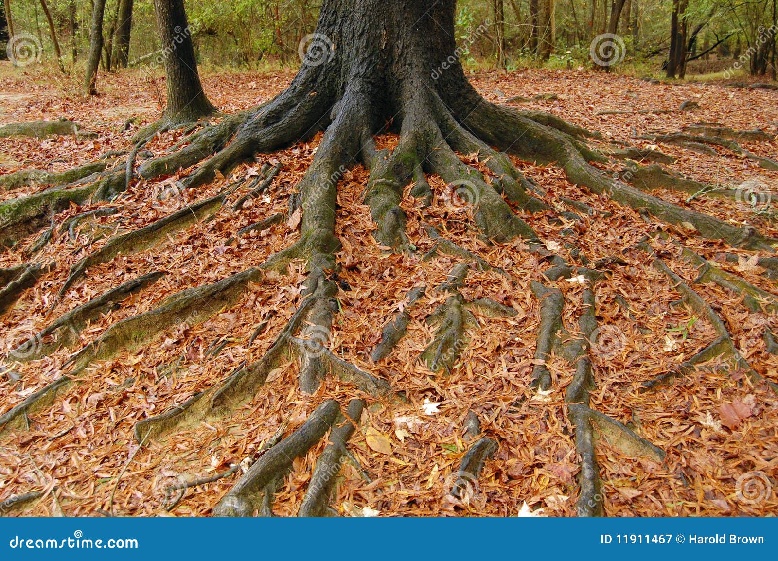 Raizes imagem de stock. Imagem de folha, floresta, madeira - 11911467