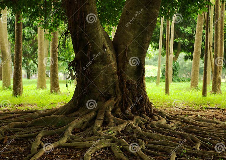 Raizes da árvore imagem de stock. Imagem de enraizado - 13832907