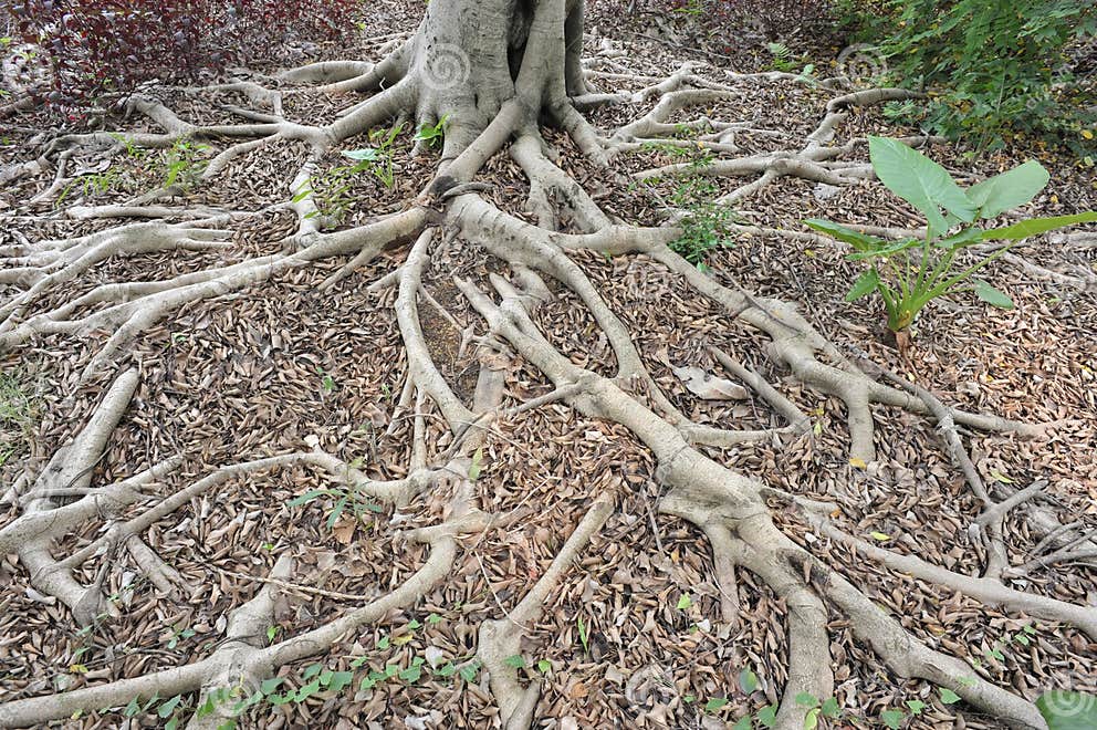 Raizes da árvore foto de stock. Imagem de enraizado, cultivo - 20269314