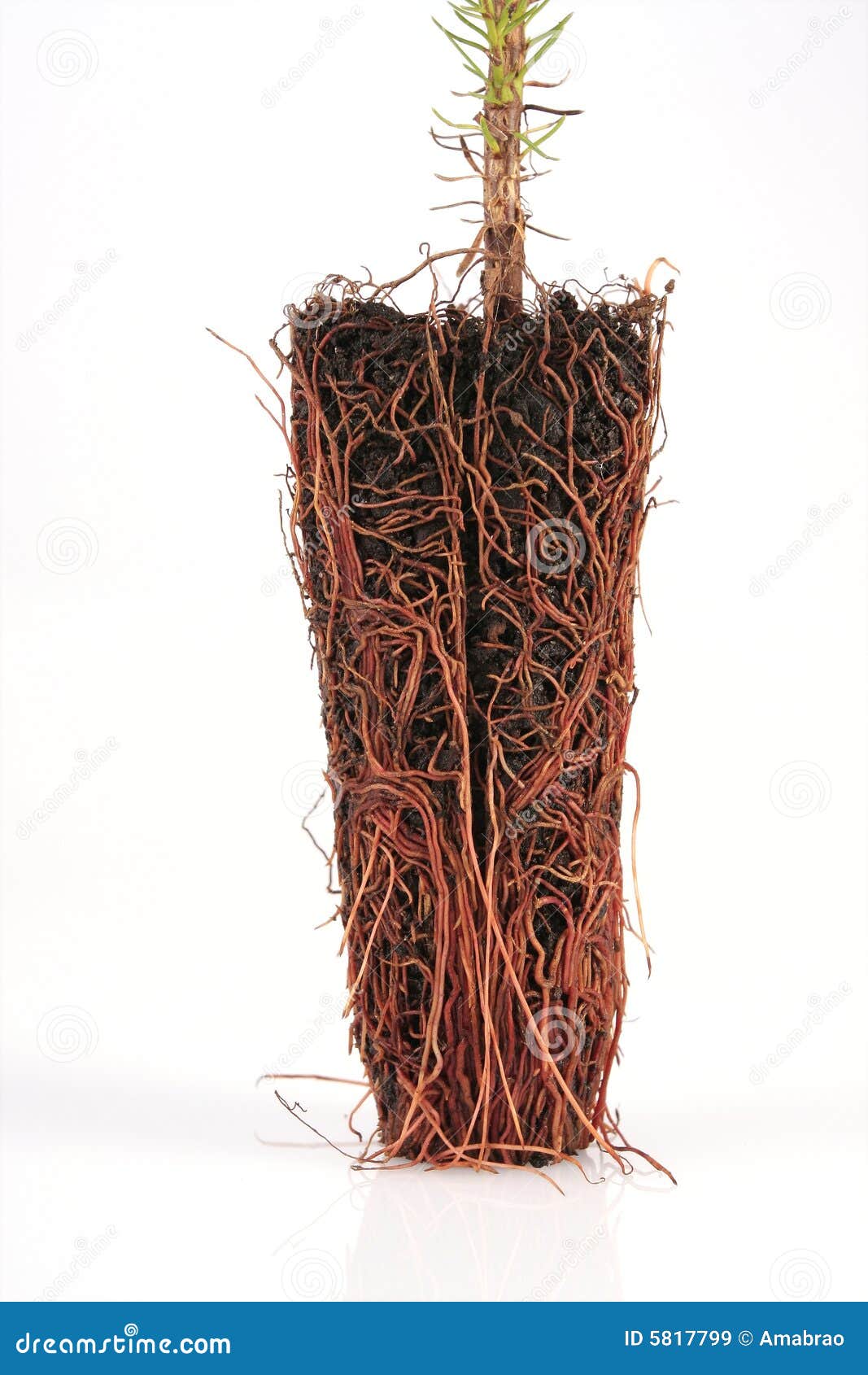 Raizes da árvore de pinho imagem de stock. Imagem de objetos - 5817799