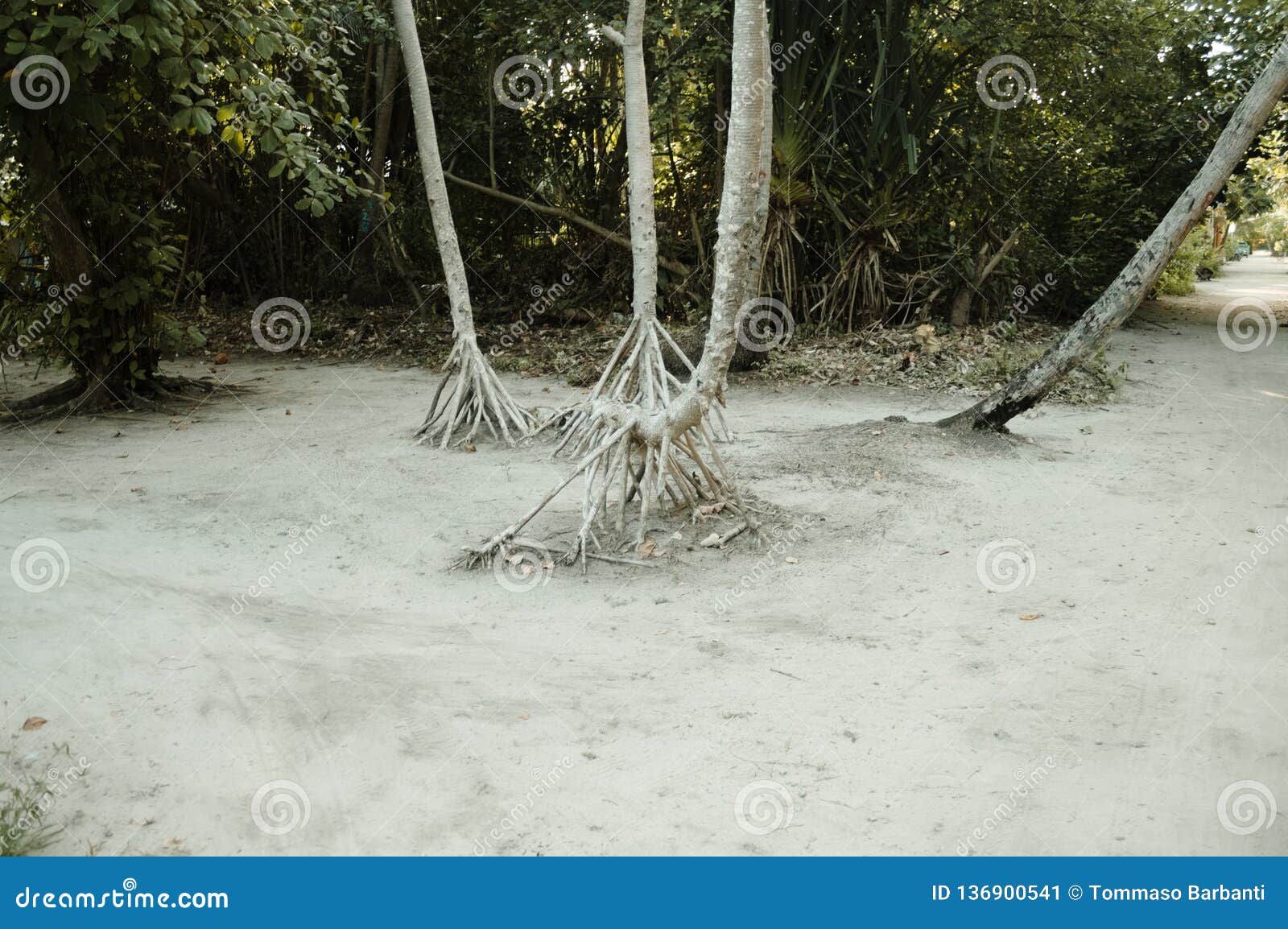 Raizes da palma na areia imagem de stock. Imagem de palma - 136900541