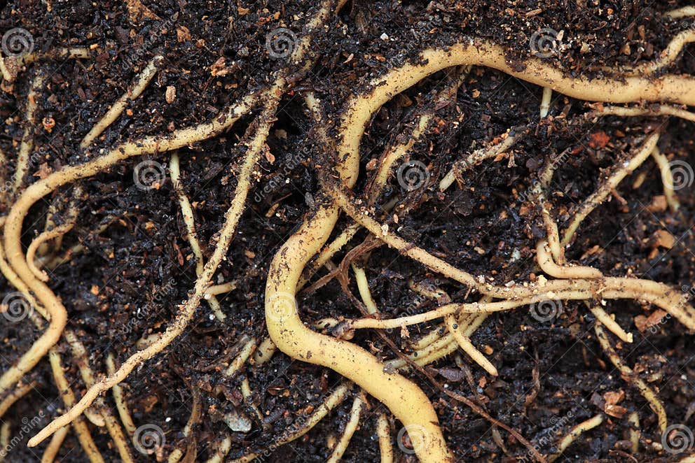 Raizes da planta foto de stock. Imagem de macro, raizes - 14032320