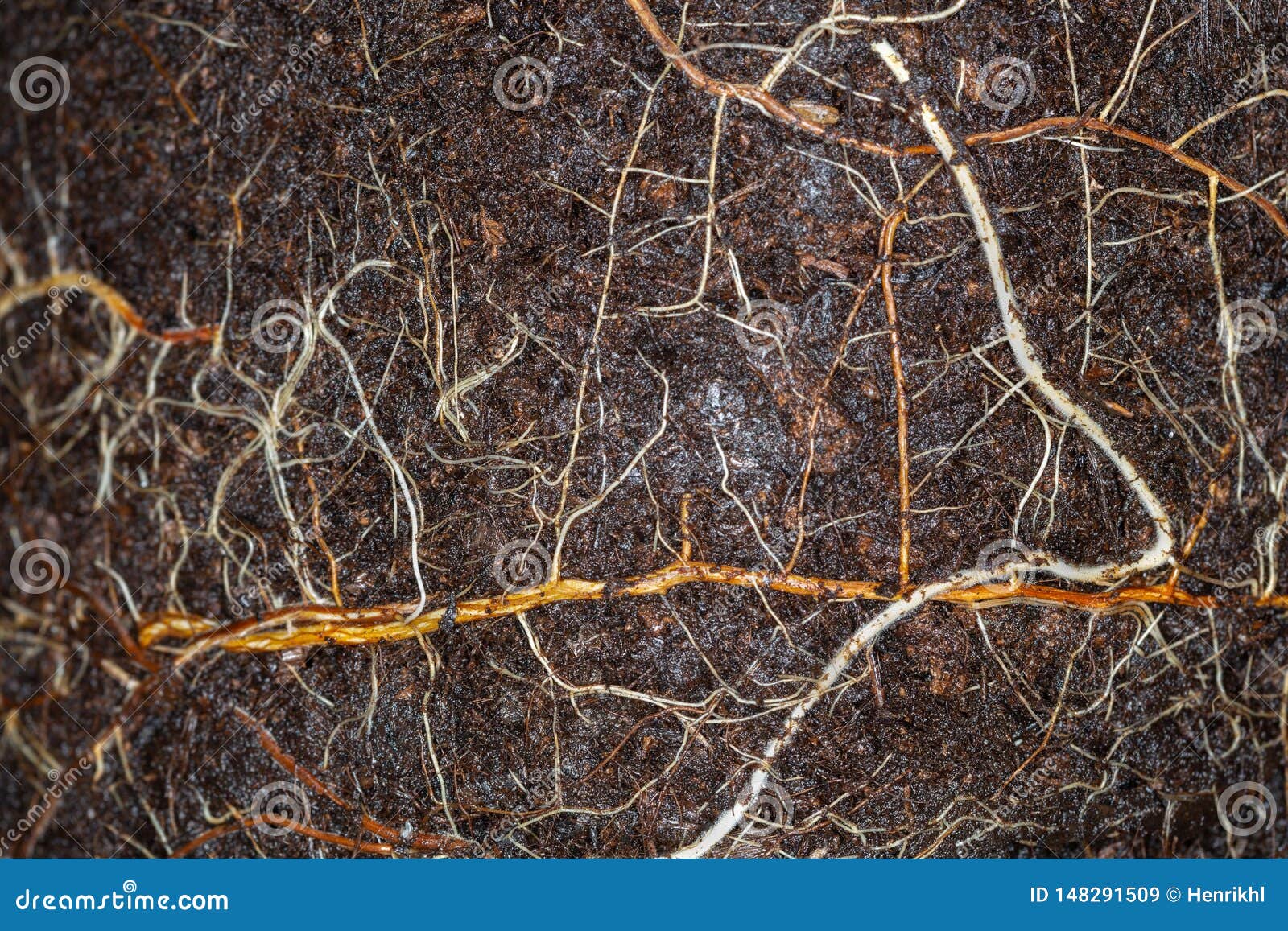 Raizes Da Planta Cor-de-rosa Na Terra Imagem de Stock - Imagem de solo ...