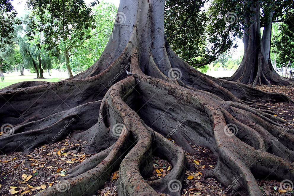 Raizes das árvores foto de stock. Imagem de selva, folhas - 93050