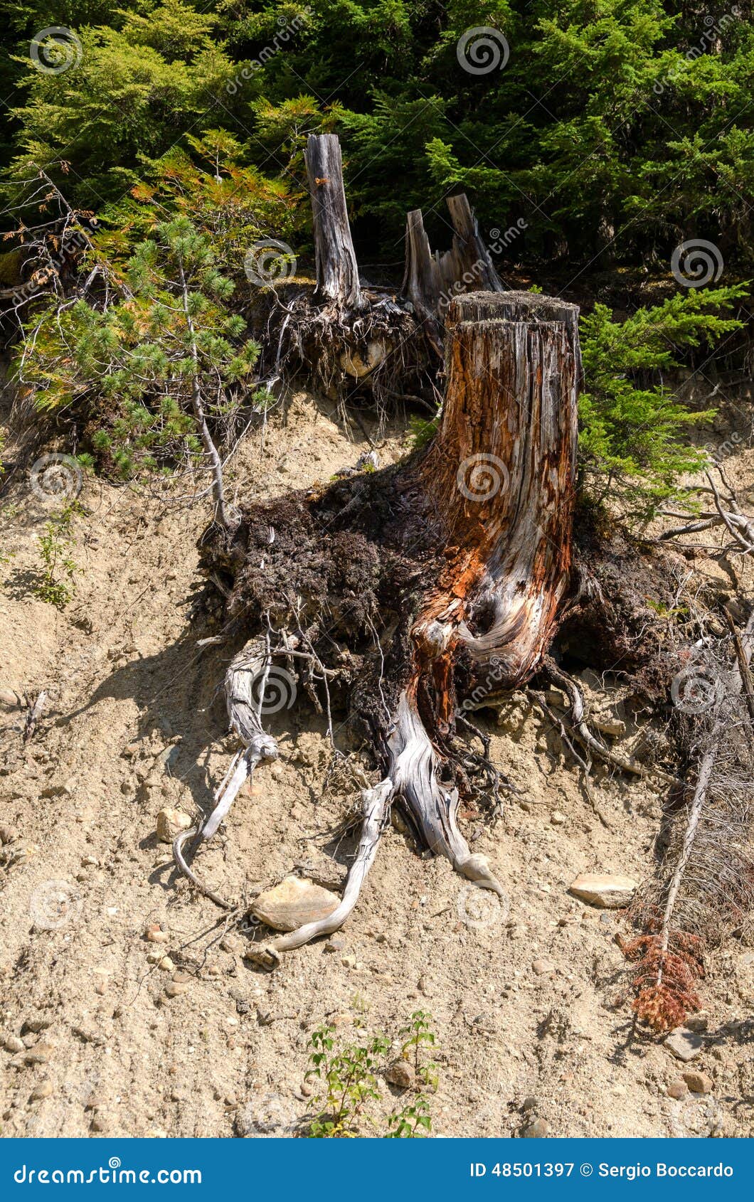 Raizes de um tronco seco imagem de stock. Imagem de tronco - 48501397