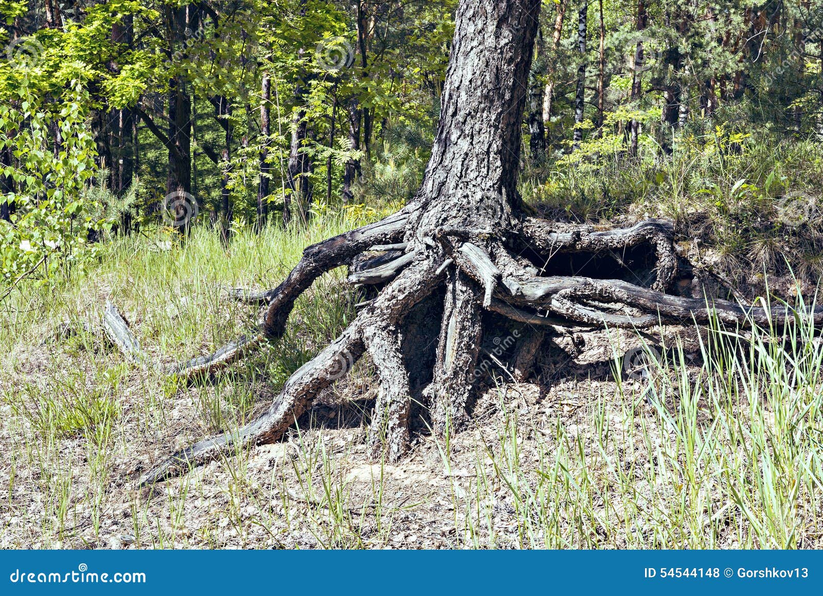 Raizes do pinheiro foto de stock. Imagem de raiz, remoto - 54544148