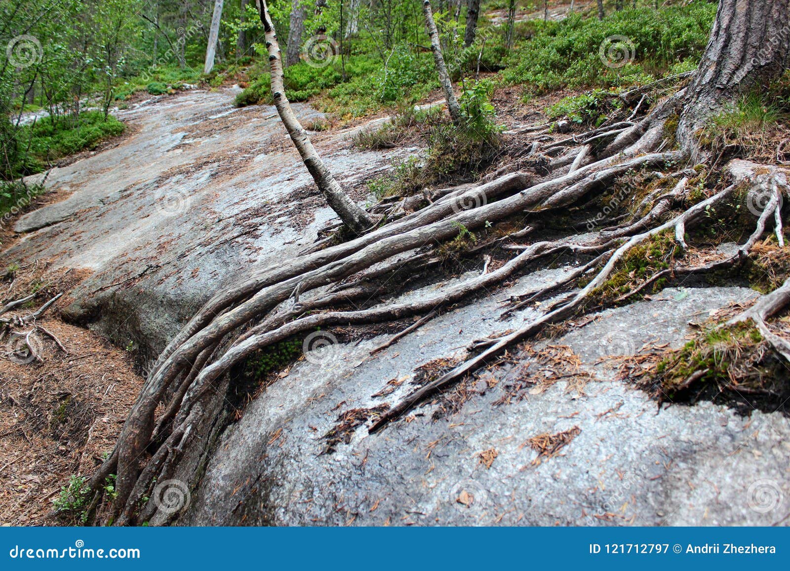 Raizes Do Pinheiro Na Pedra Imagem de Stock - Imagem de pronunciado ...