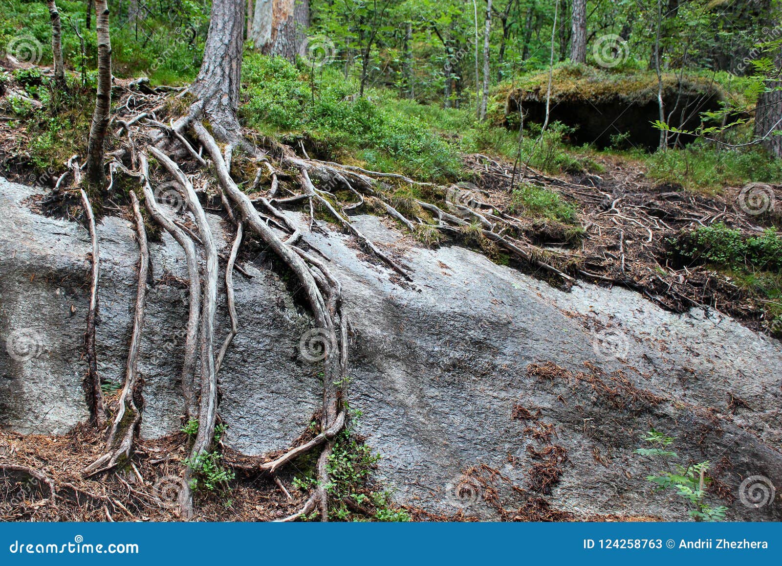 Raizes Do Pinheiro Na Pedra Imagem de Stock - Imagem de flora, pinho ...