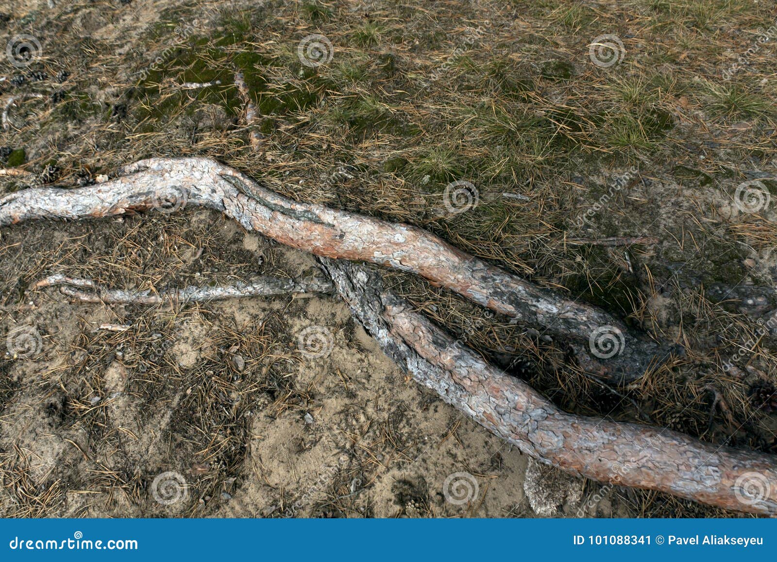 Raizes Do Pinheiro Na Terra Arenosa Imagem de Stock - Imagem de verde ...