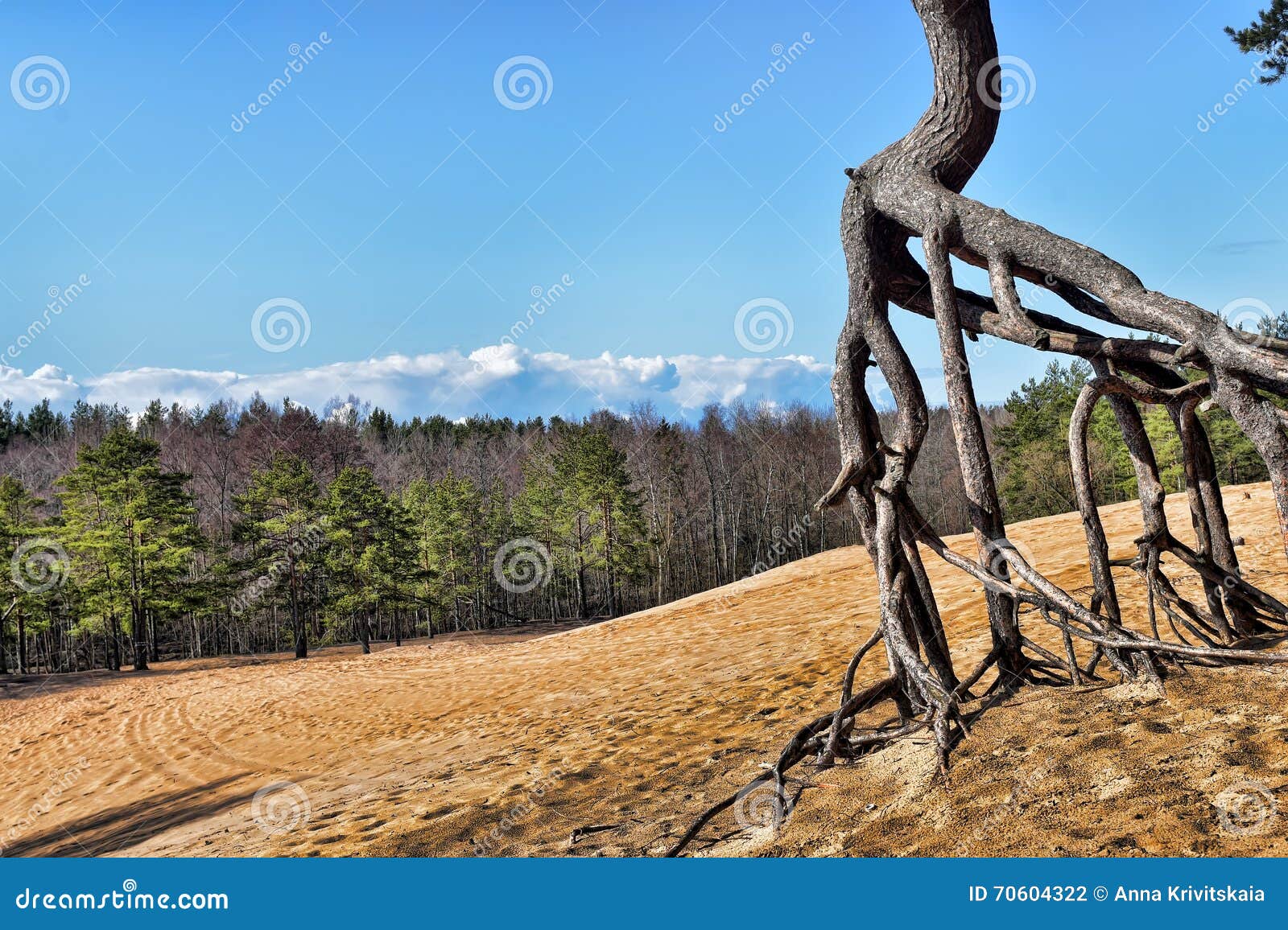 Raizes do pinho foto de stock. Imagem de costa, paisagem - 70604322