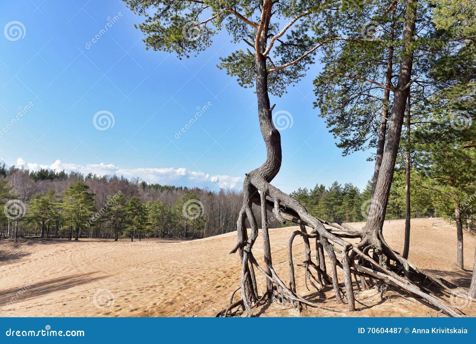 Raizes do pinho imagem de stock. Imagem de costa, tambor - 70604487