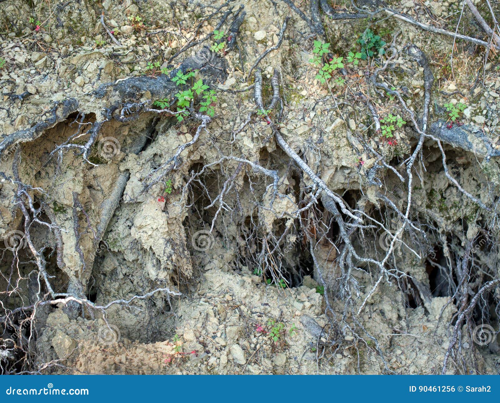 Raizes na árvore revolvida foto de stock. Imagem de real - 90461256