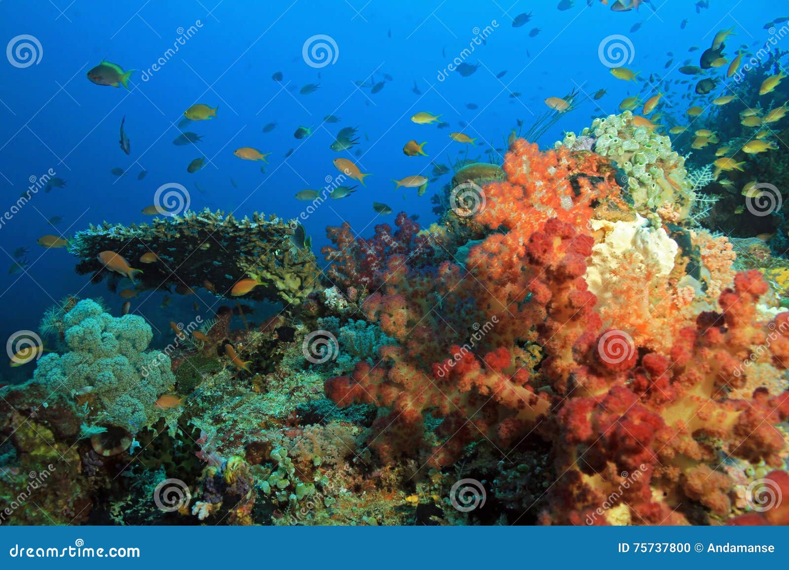 Raja Ampat Coral Reef stockfoto. Bild von indonesien - 75737800