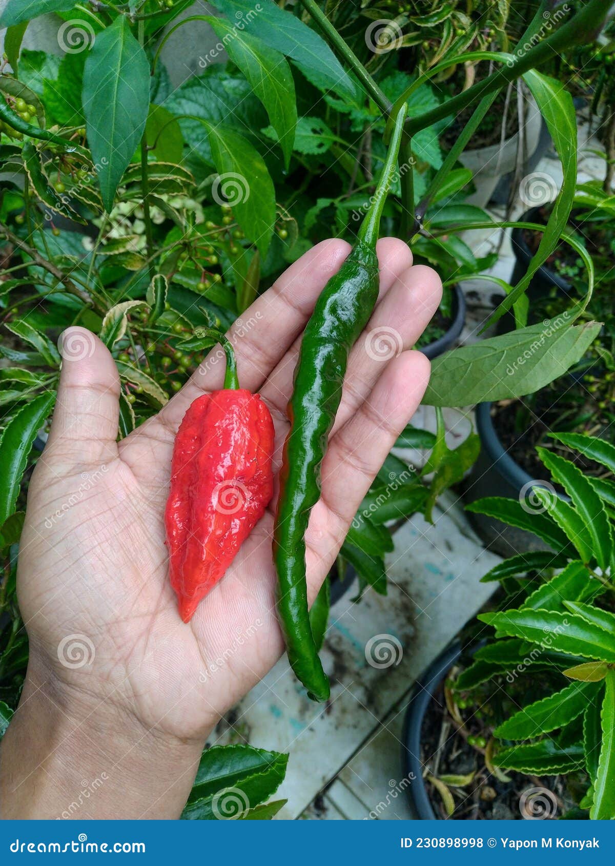 Naga King Of Serpent Stock Image | CartoonDealer.com #101749081