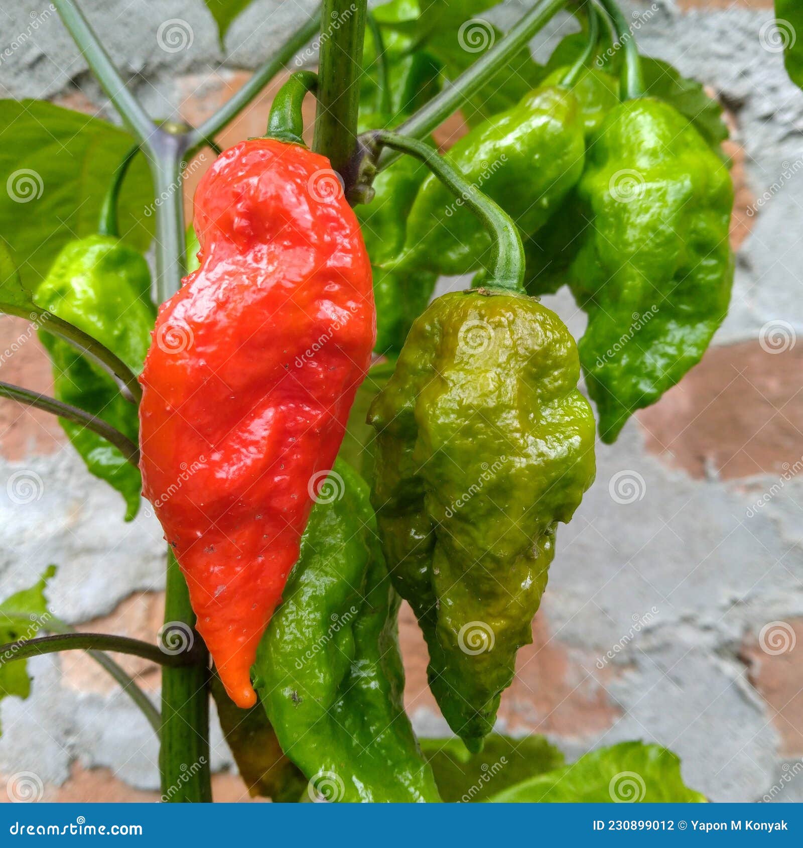 Naga King Chillies Royalty-Free Stock Image | CartoonDealer.com #138015676