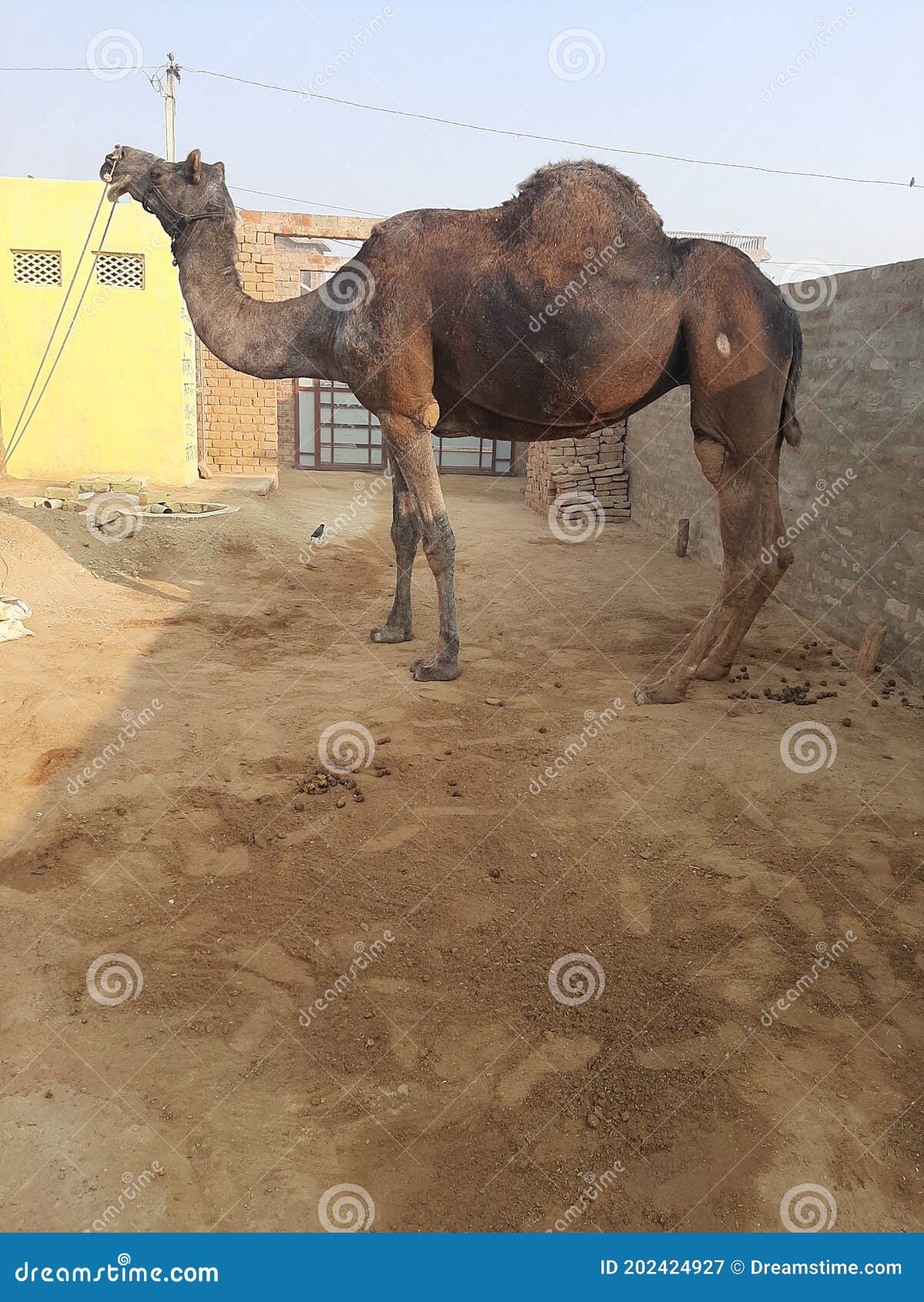 In Rajasthan Camel in a House Stock Image - Image of grazing, female ...