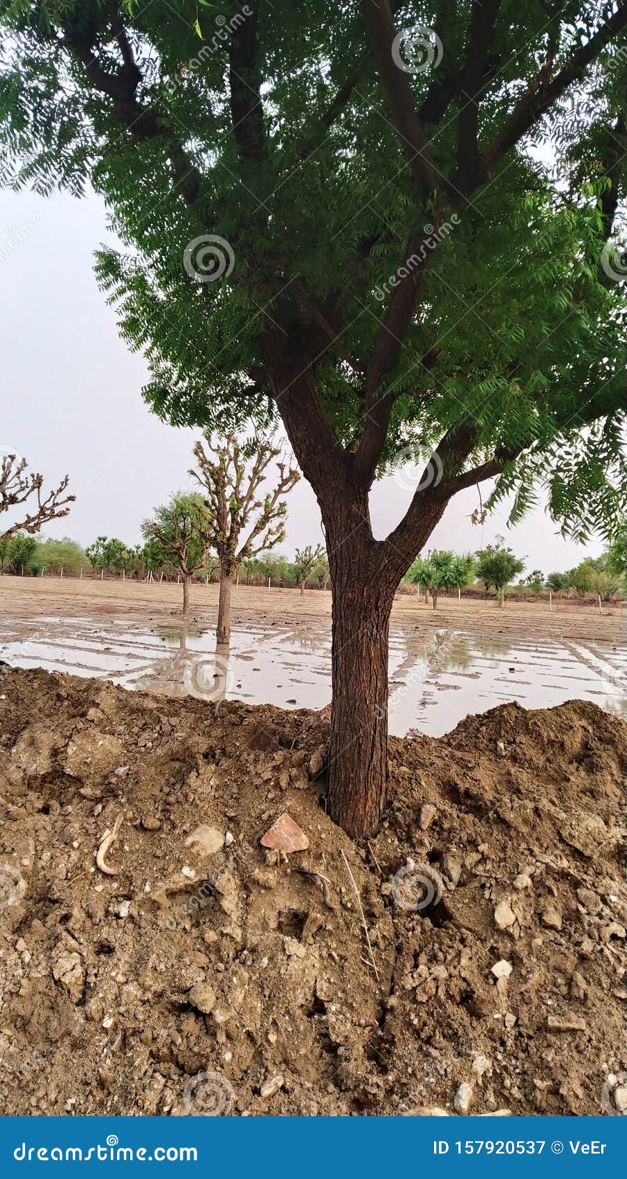 Rajasthani Fields Nature stock image. Image of trees - 157920537