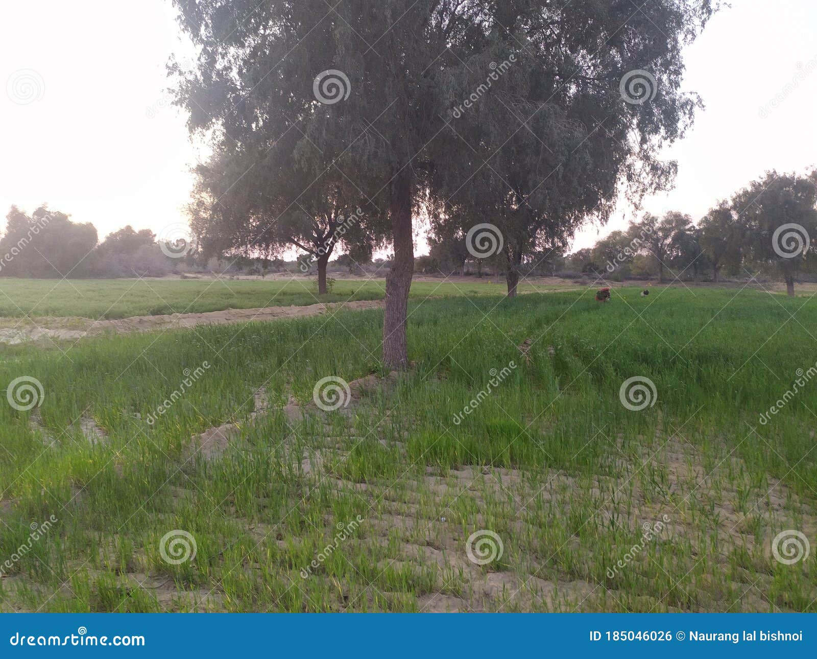 Rajasthani Tree Agriculture Stock Photo - Image of prairie, yard: 185046026