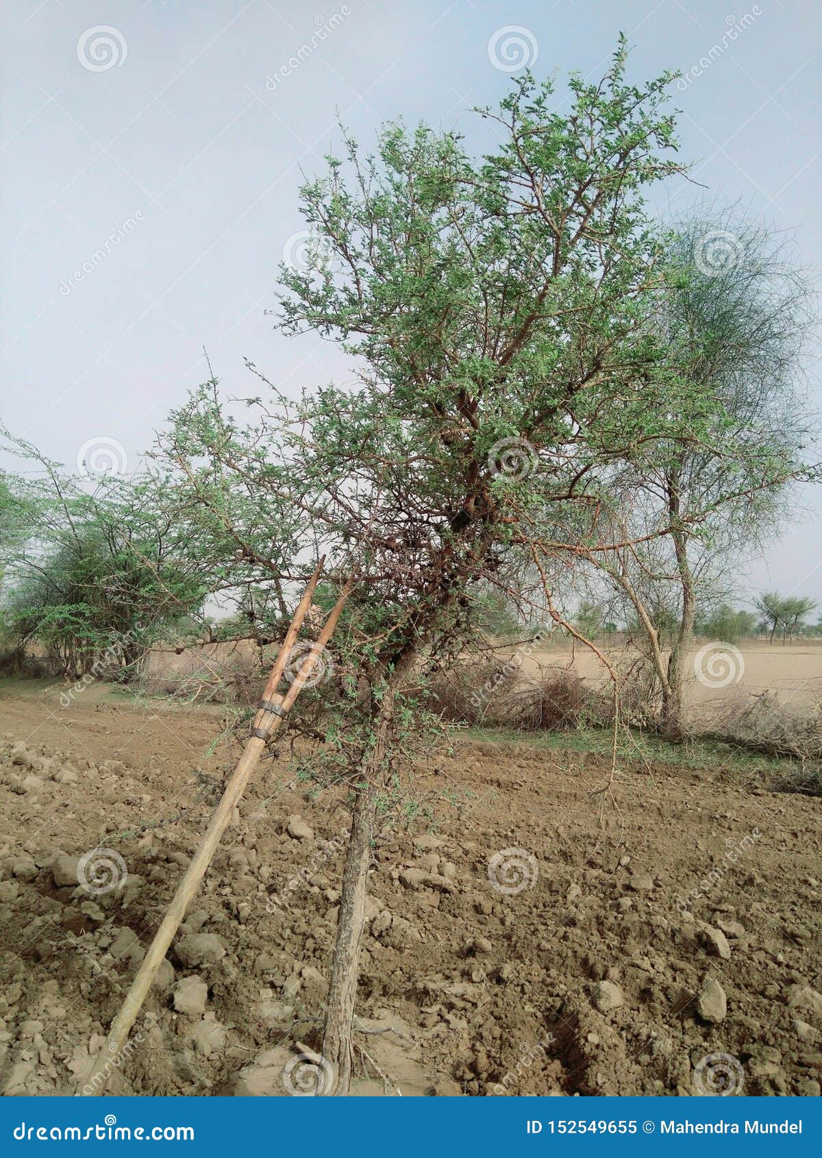 It Is A Rajasthani Tree Named Khejdi, Still Alive Despite Not Getting ...