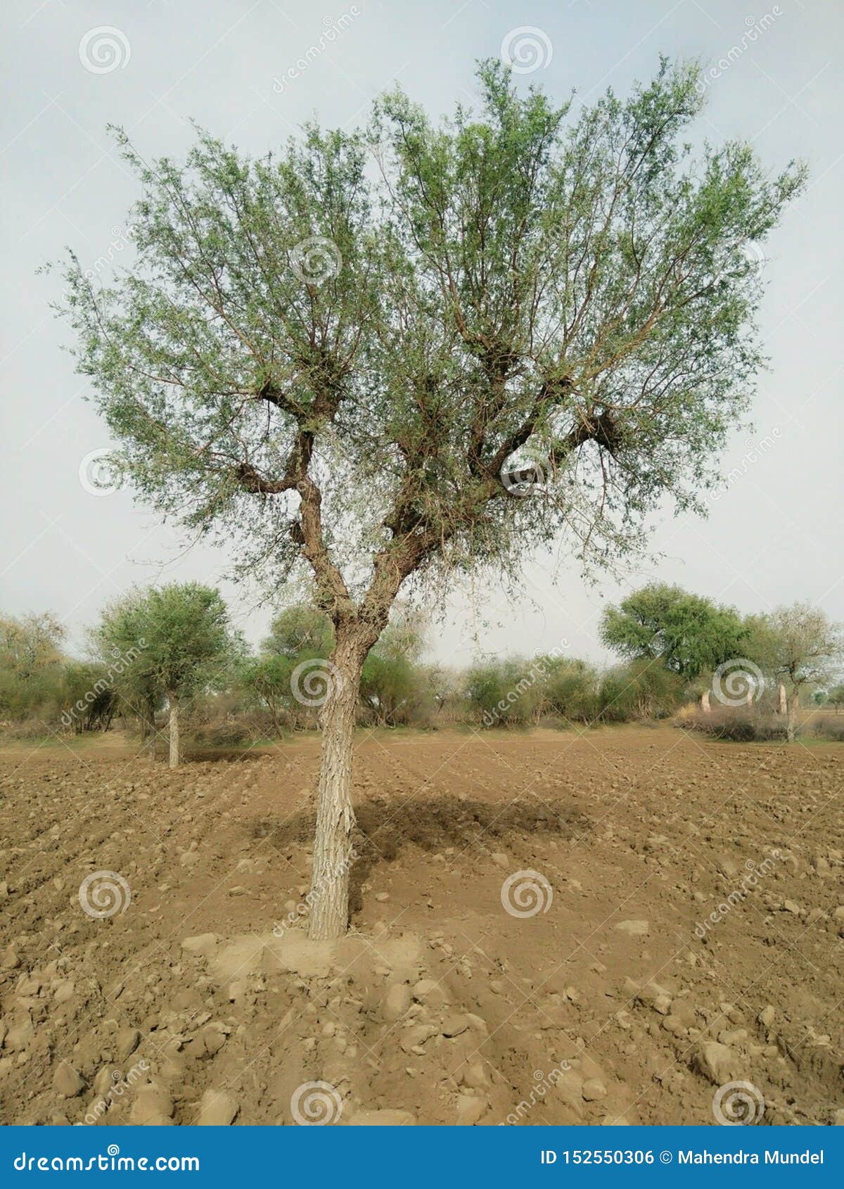 Rajasthan Tree Kharedi stock photo. Image of scales - 152550306