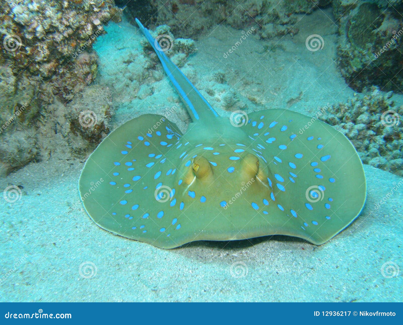 Rajiformes Royalty Free Stock Photography - Image: 12936217