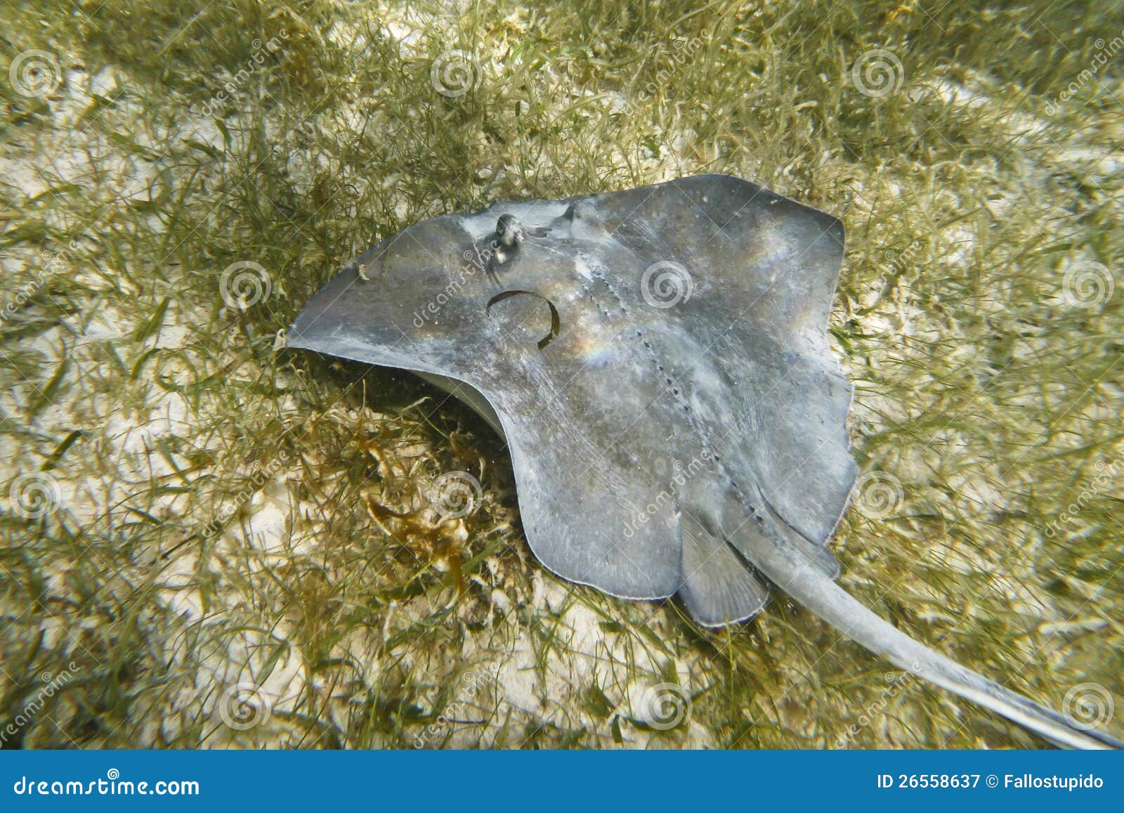 RAJIFORMES stock image. Image of electric, manta, torpediniformes ...
