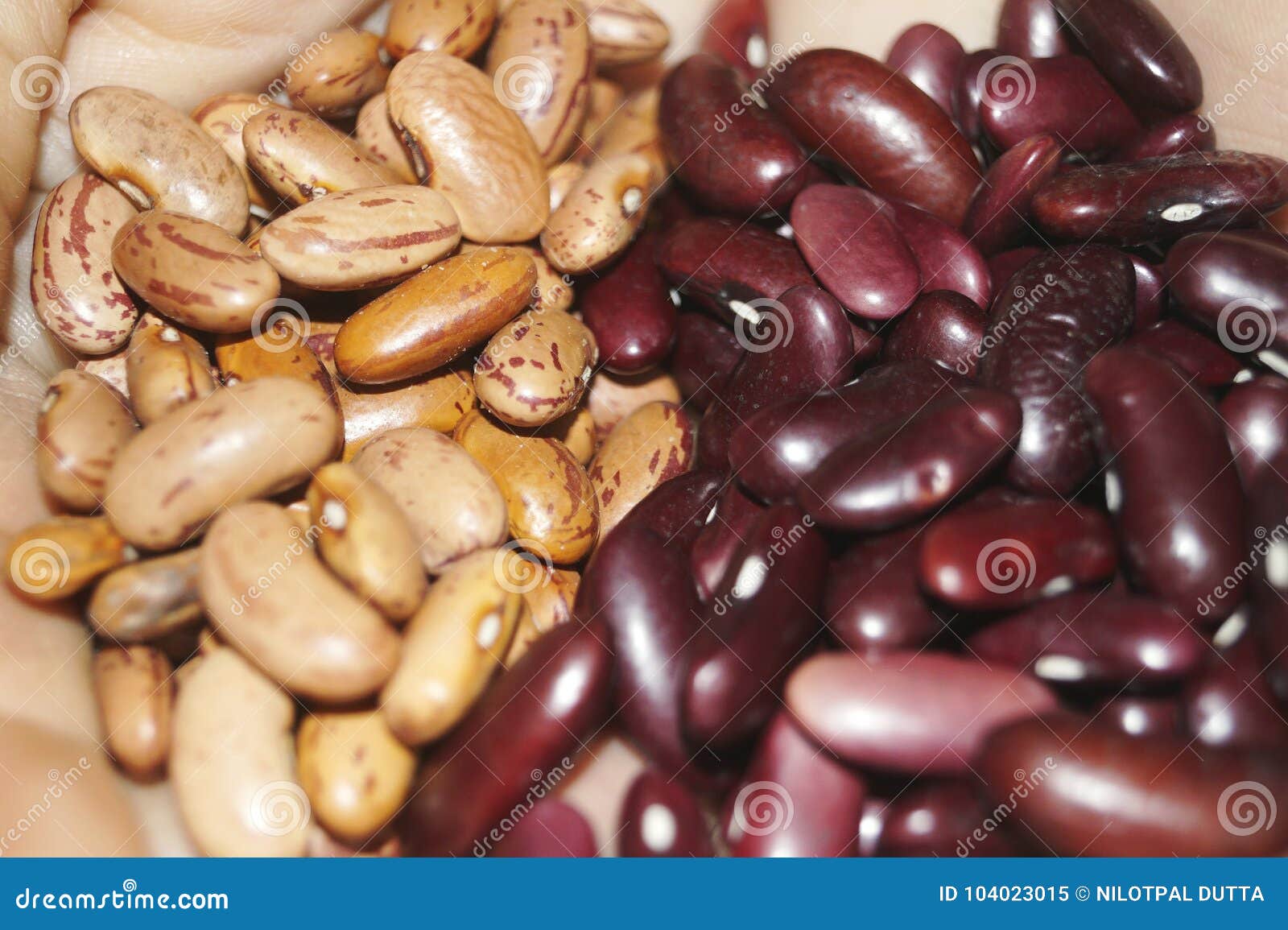 Rajma stock image. Image of foodporn, rajma, pulses - 104023015