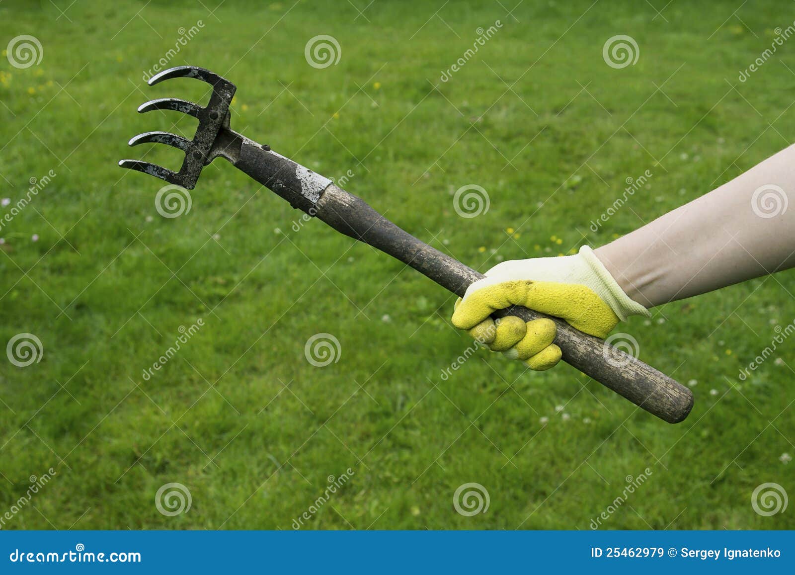 Rake stock image. Image of field, rake, work, garden - 25462979