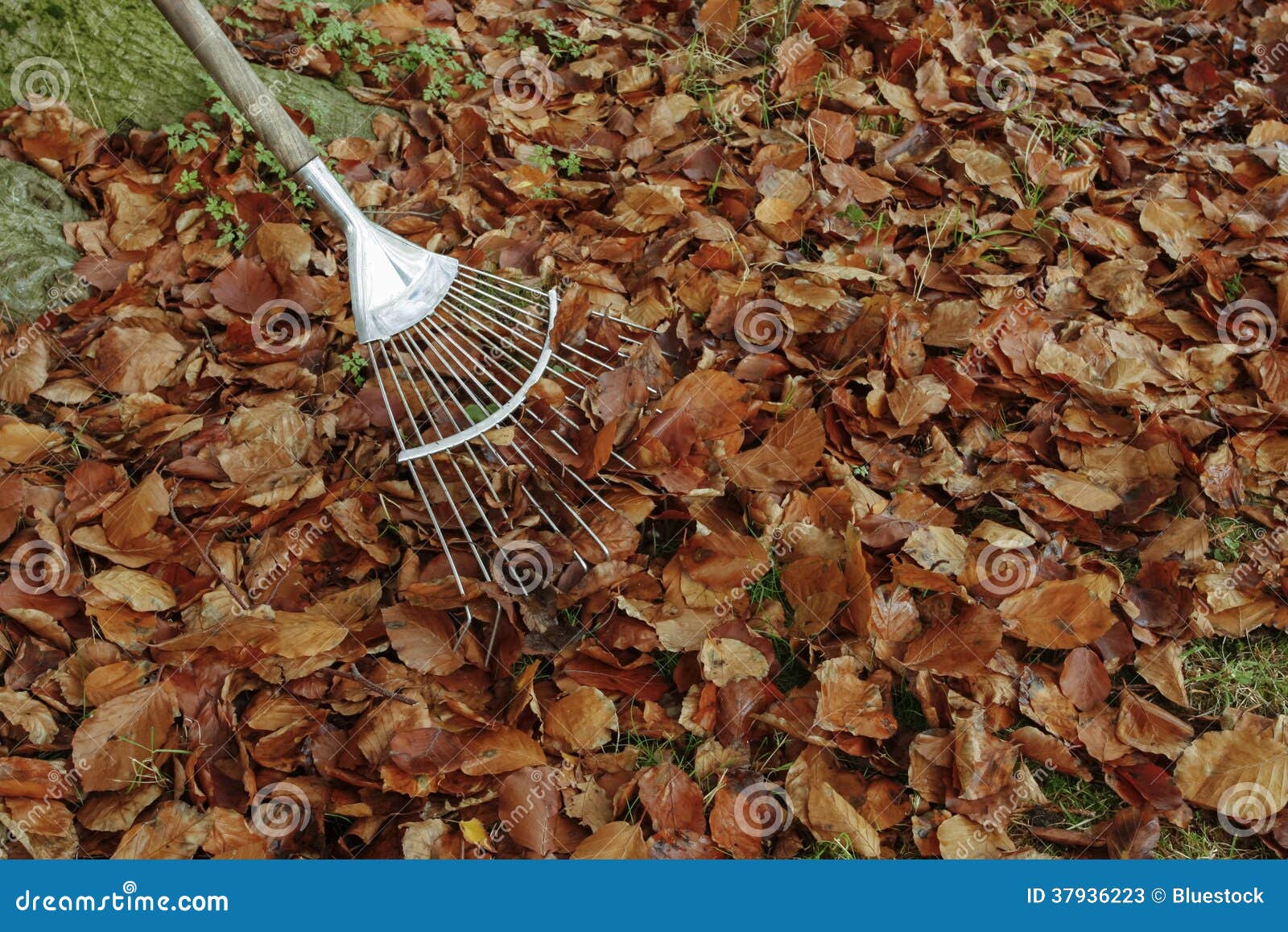 Rake with autumn leaves stock image. Image of grass, covered - 37936223