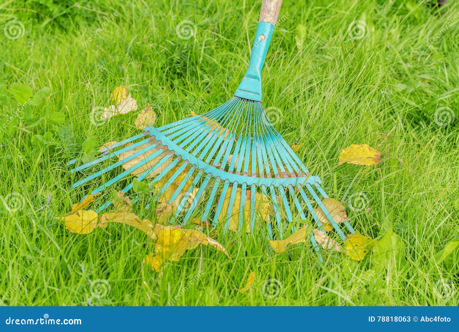 Rake and Fall Leaves on Green Grass Stock Image - Image of recycle ...