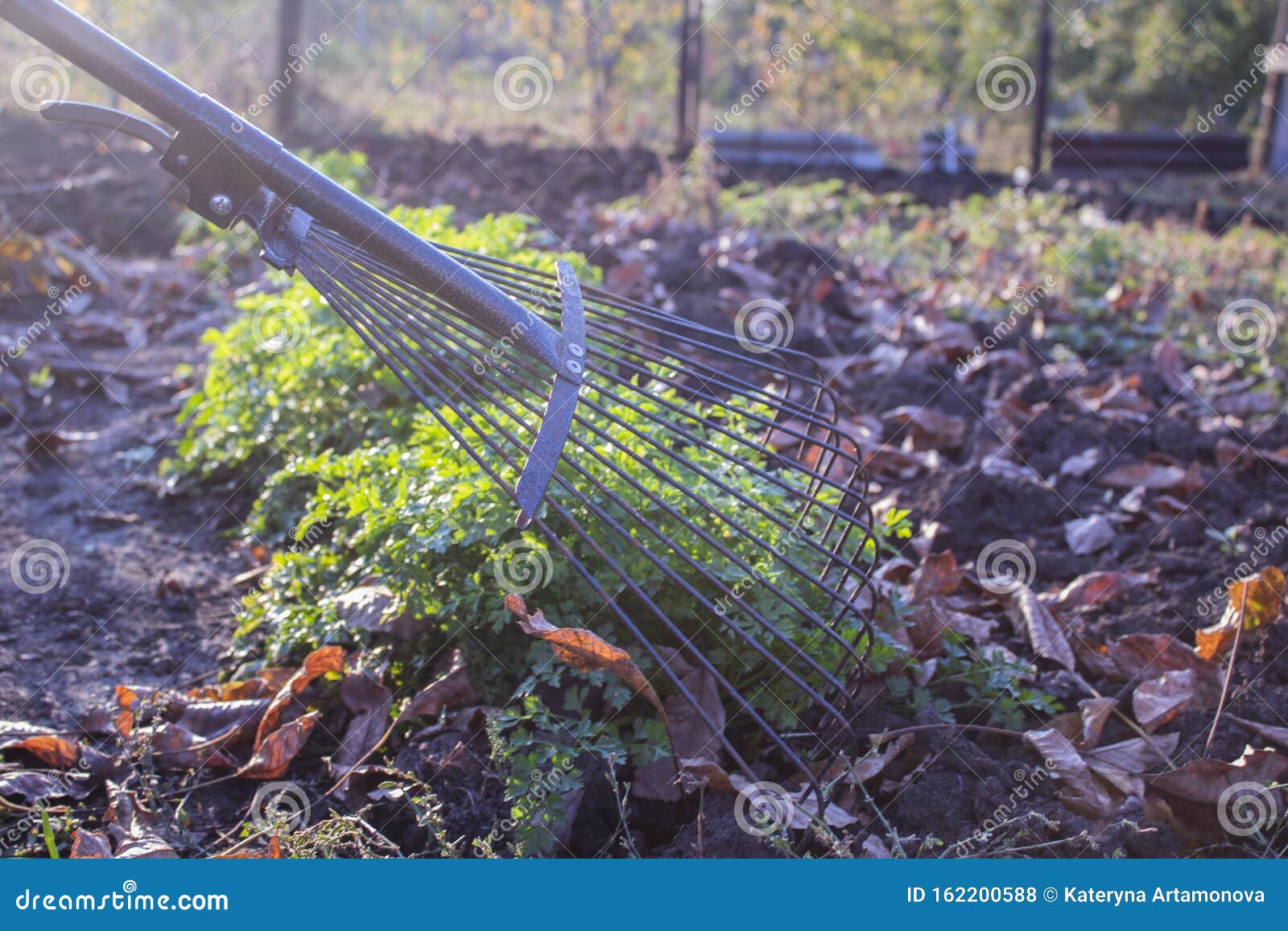 Rake with Fallen Leaves in the Fall. Cleaning the Garden in the Fall ...