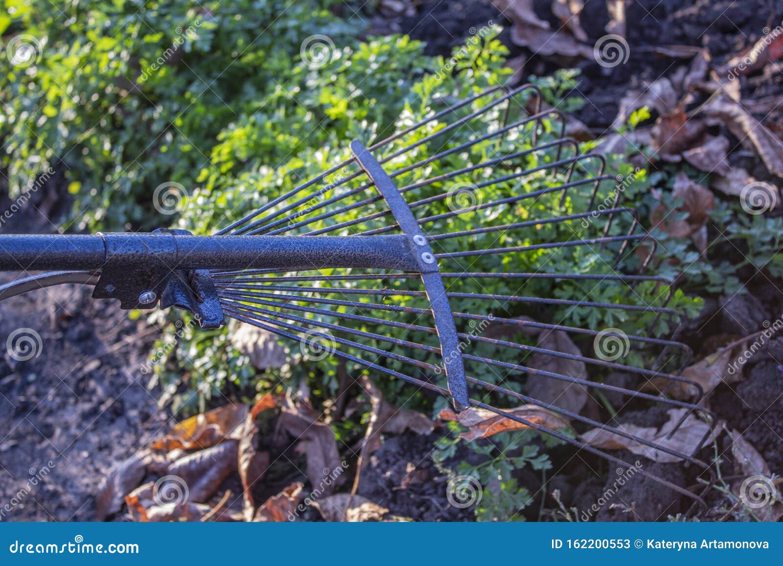 Rake with Fallen Leaves in the Fall. Cleaning the Garden in the Fall ...