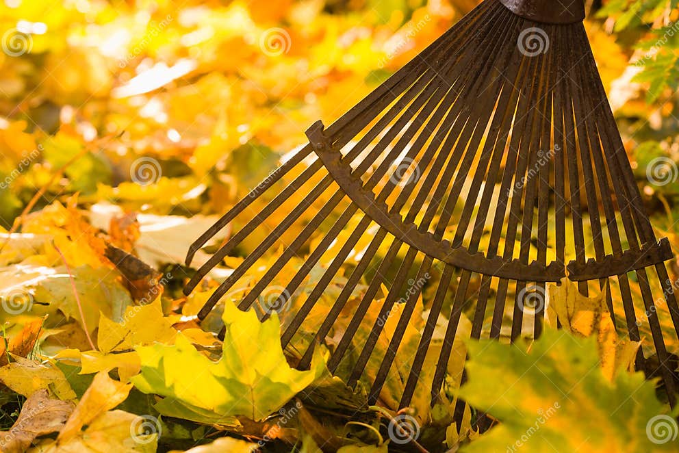 Rake and leafs stock photo. Image of colourful, nature - 26933876